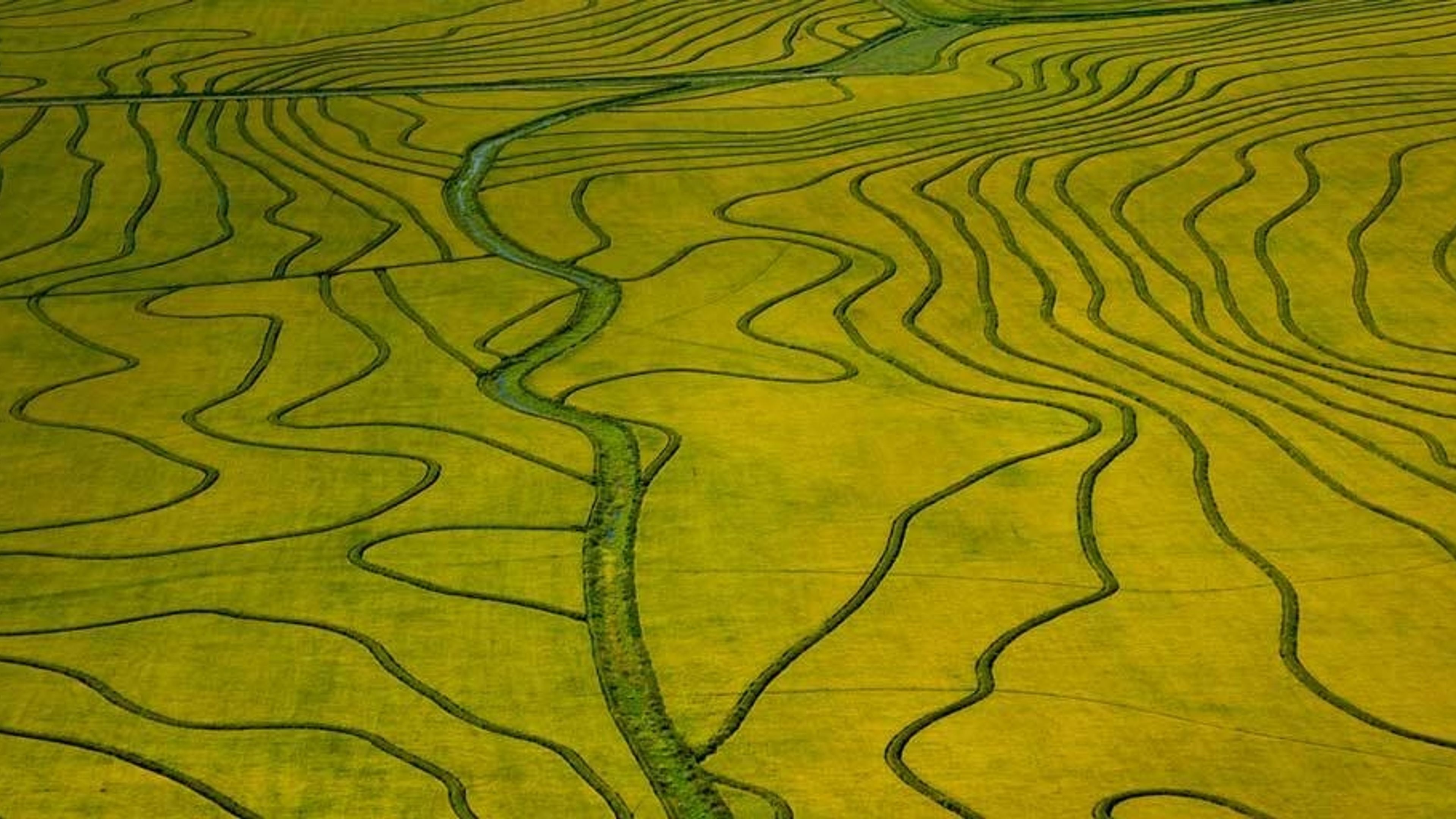 Vue aérienne de champs de riz en pleine maturation, Uruguay - Bing Gallery