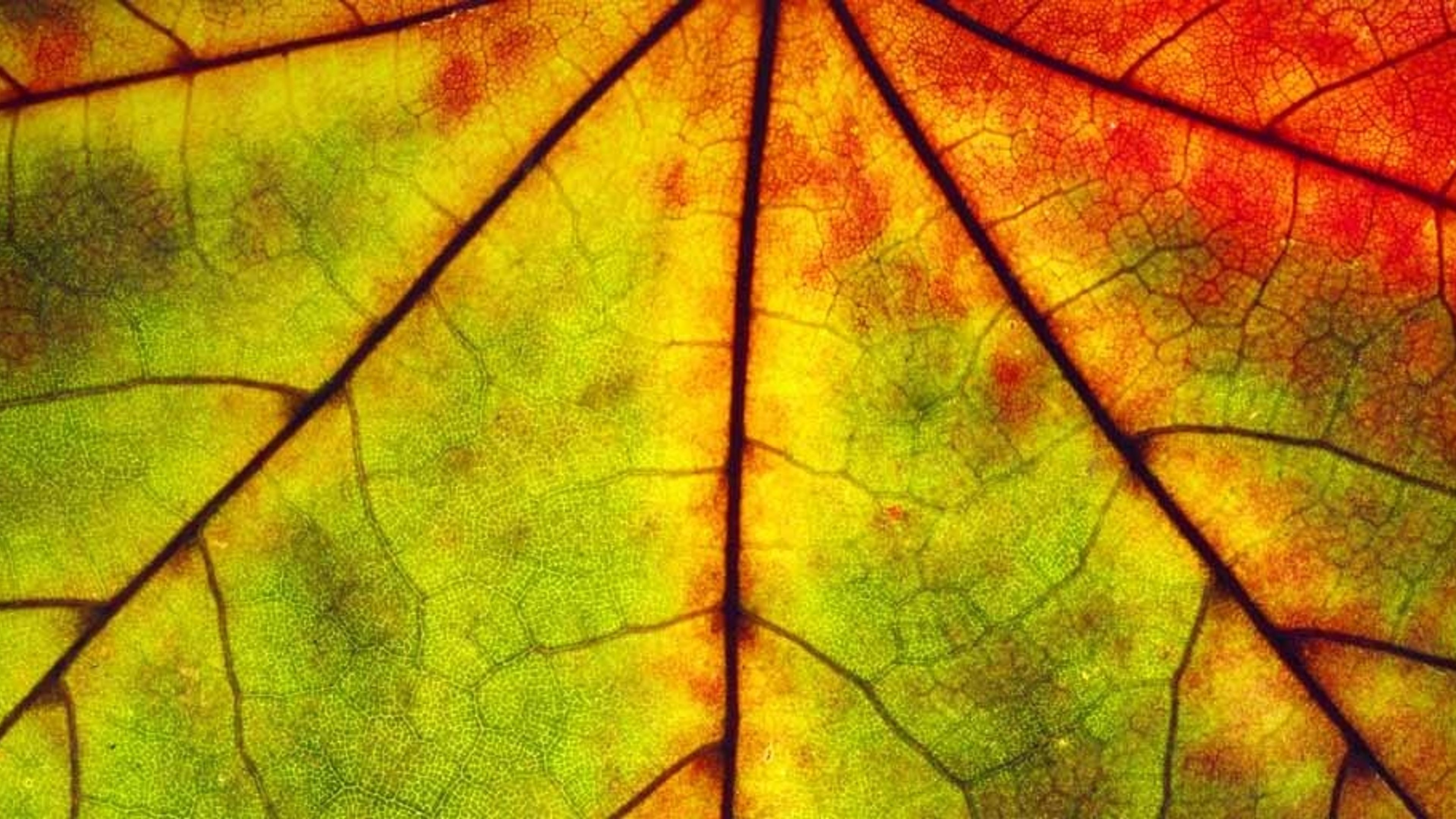 Detail of an autumn leaf - Bing Gallery