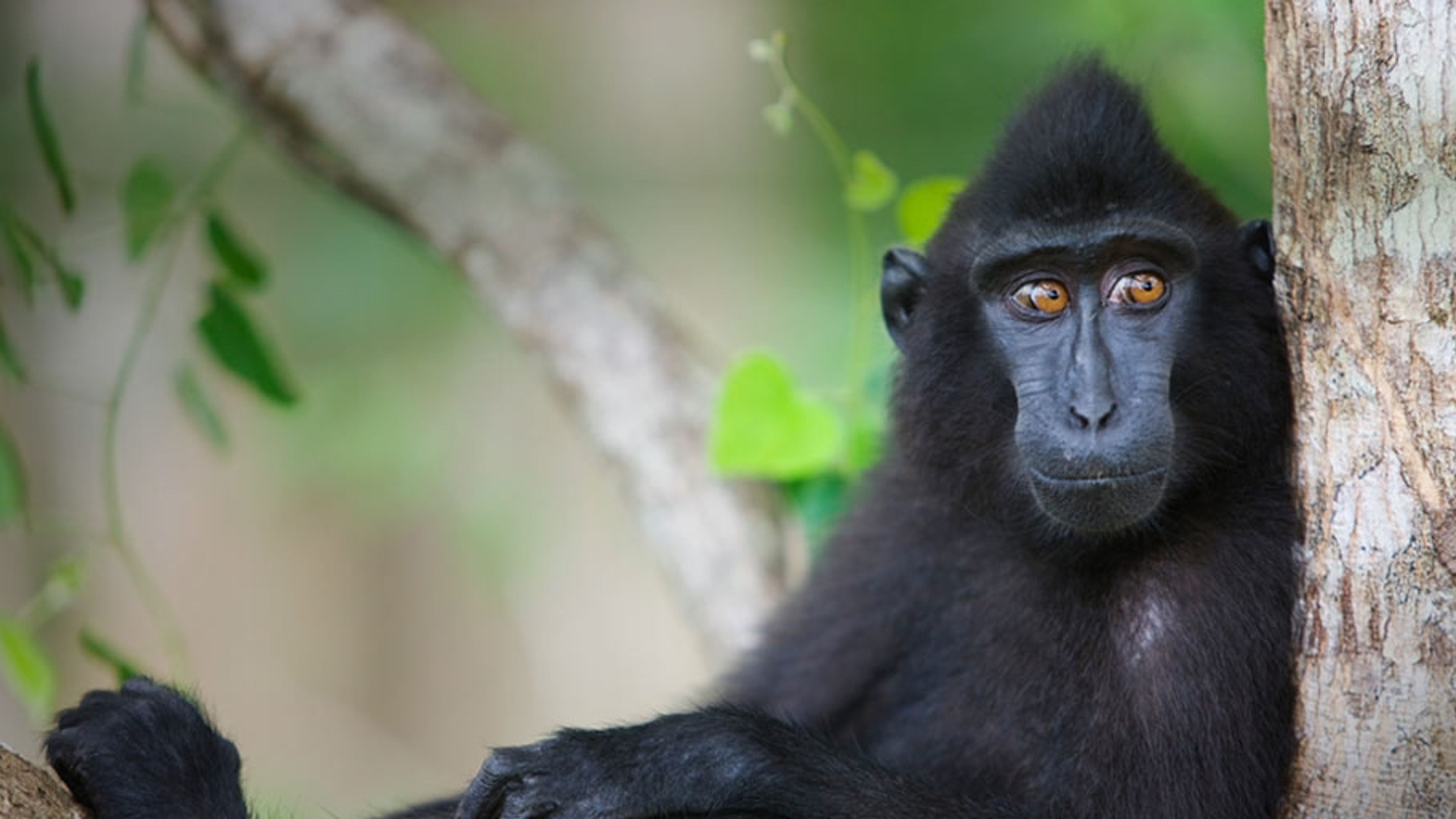 Celebes Crested Macaque resting in tree - Bing Gallery