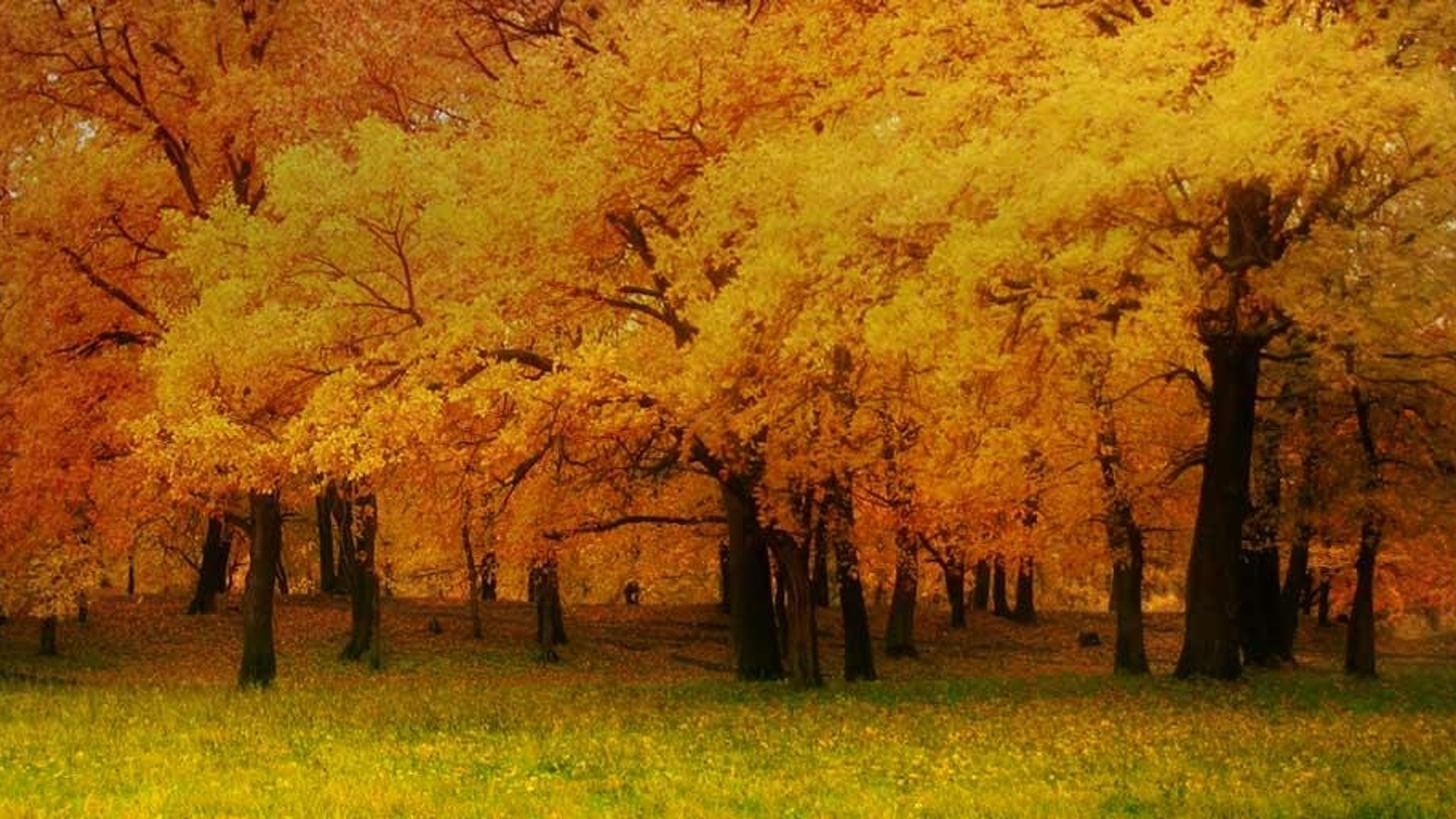 Forest on the Volga River in Volzhsky district, Samara, Russia - Bing ...