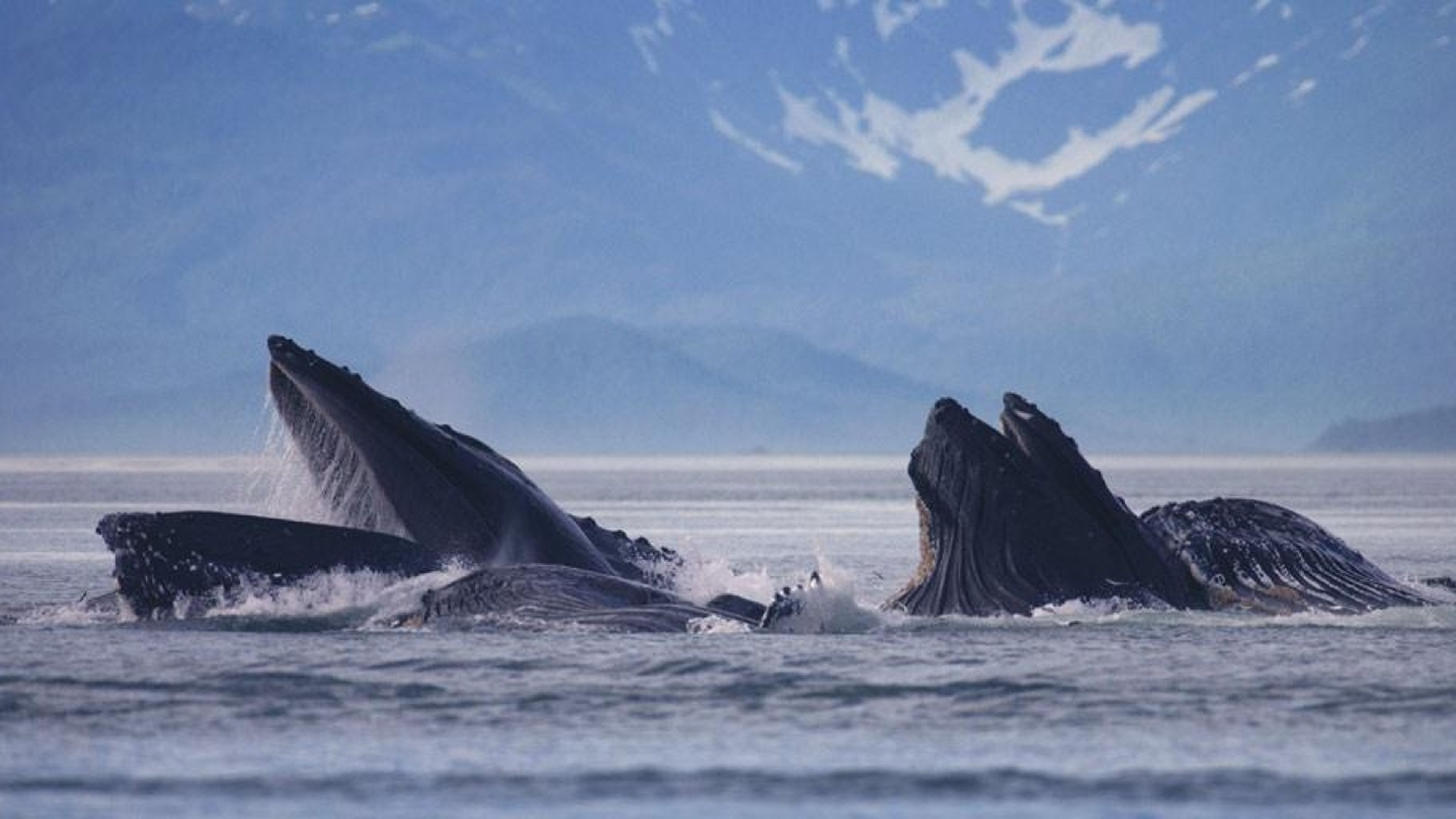 Buckelwale im Lynn Canal, Alaska - Bing Gallery