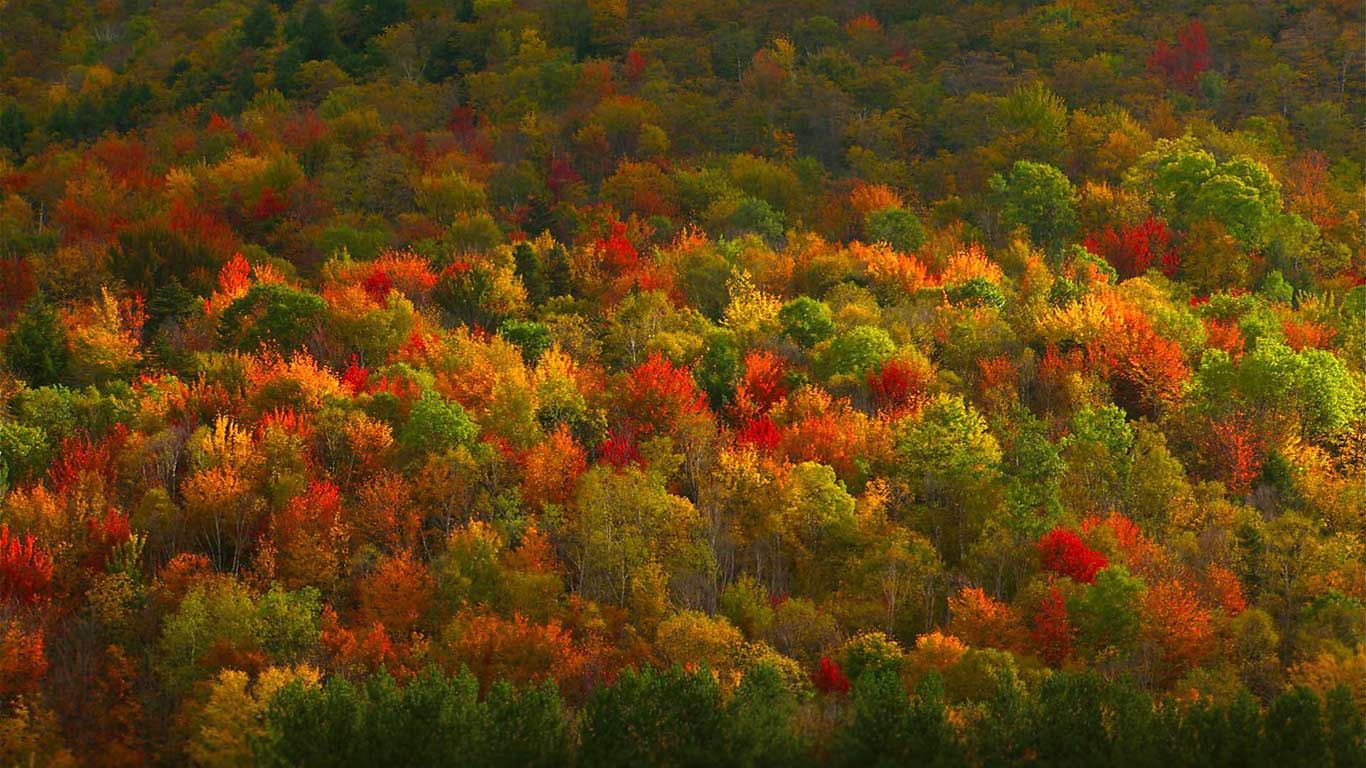 Fall Foliage Hudson New York