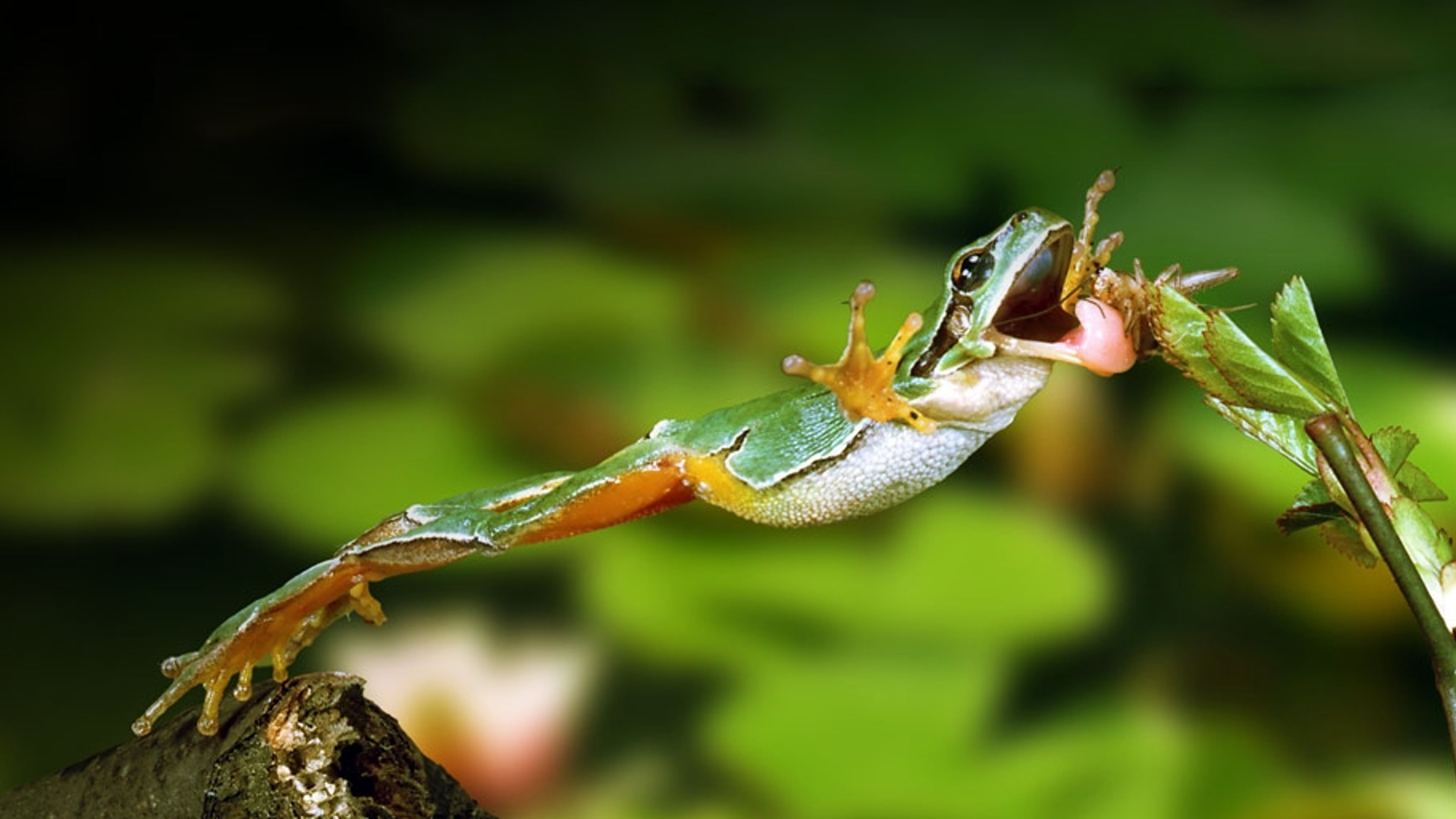 Frog Eating Grasshopper
