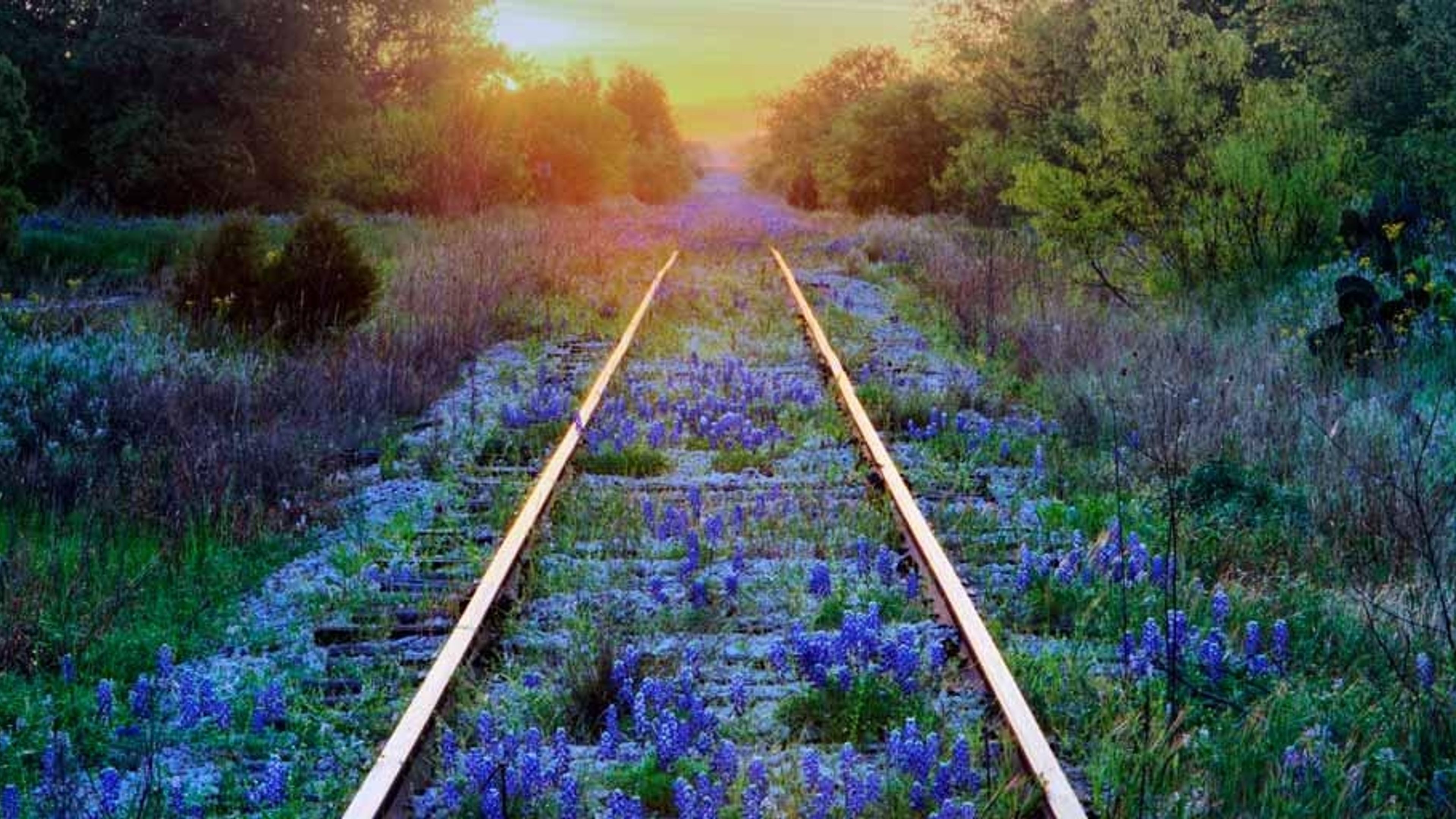 Texas bluebonnets on railroad tracks, Texas - Bing Gallery