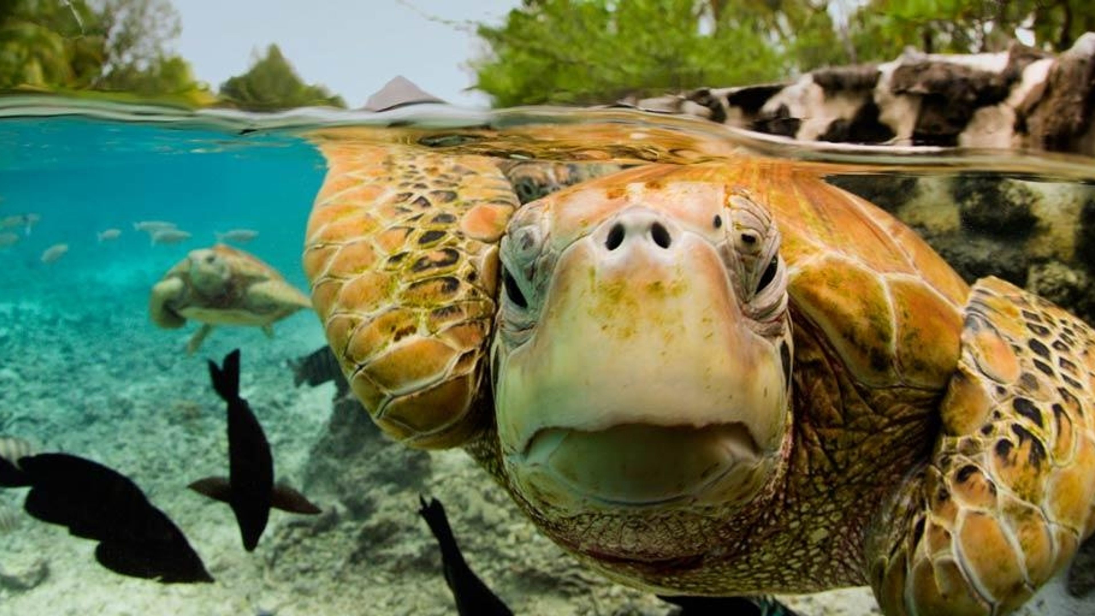 Green sea turtles in Bora Bora, French Polynesia - Bing Gallery