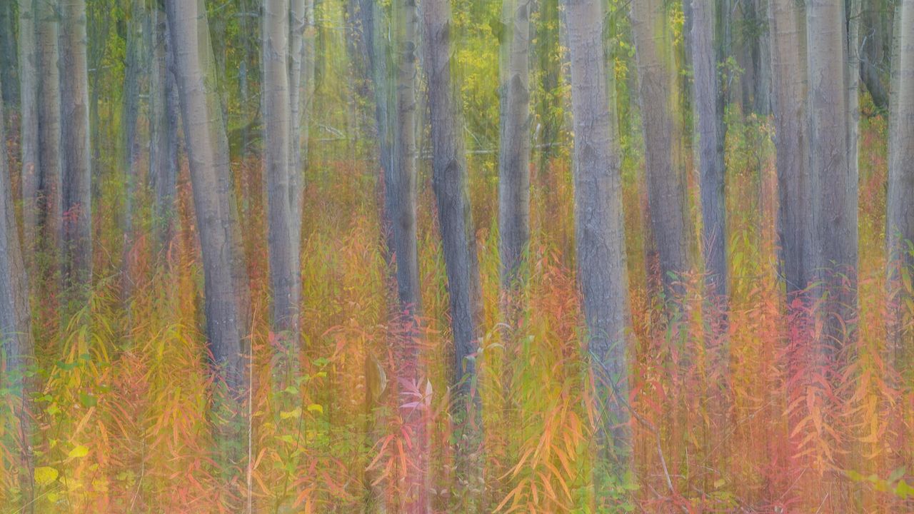 Abstract motion blur of aspen trees in Kluane National Park, Yukon ...