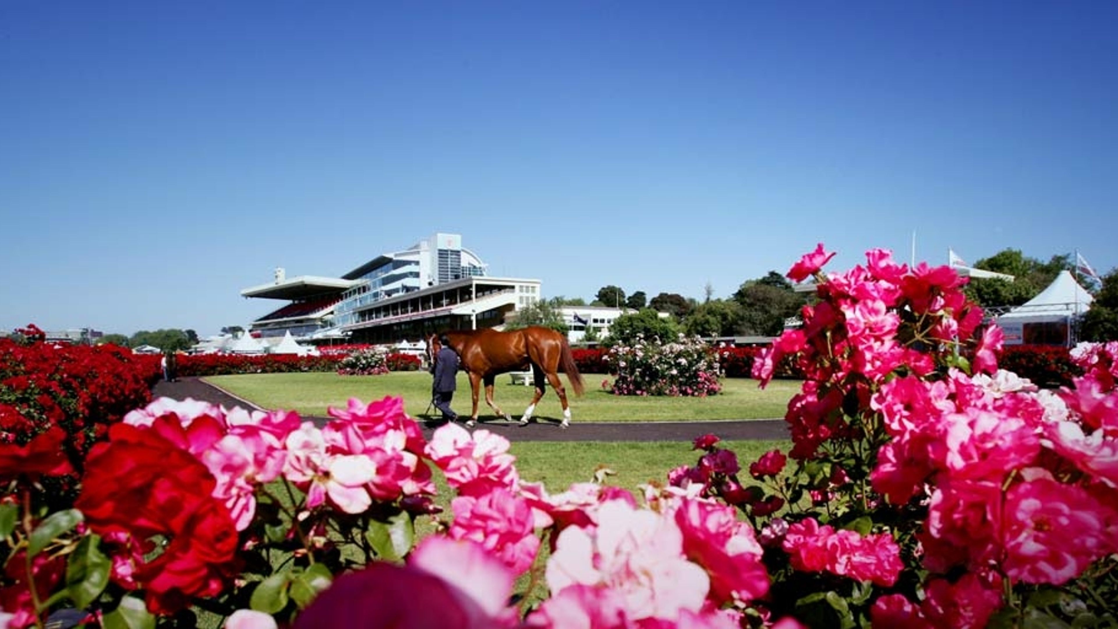 Horse and roses at Flemington Racecourse, Melbourne, Australia - Bing ...