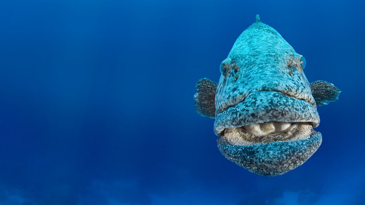 Potato cod off the western coast of Australia - Bing Gallery · Peapix