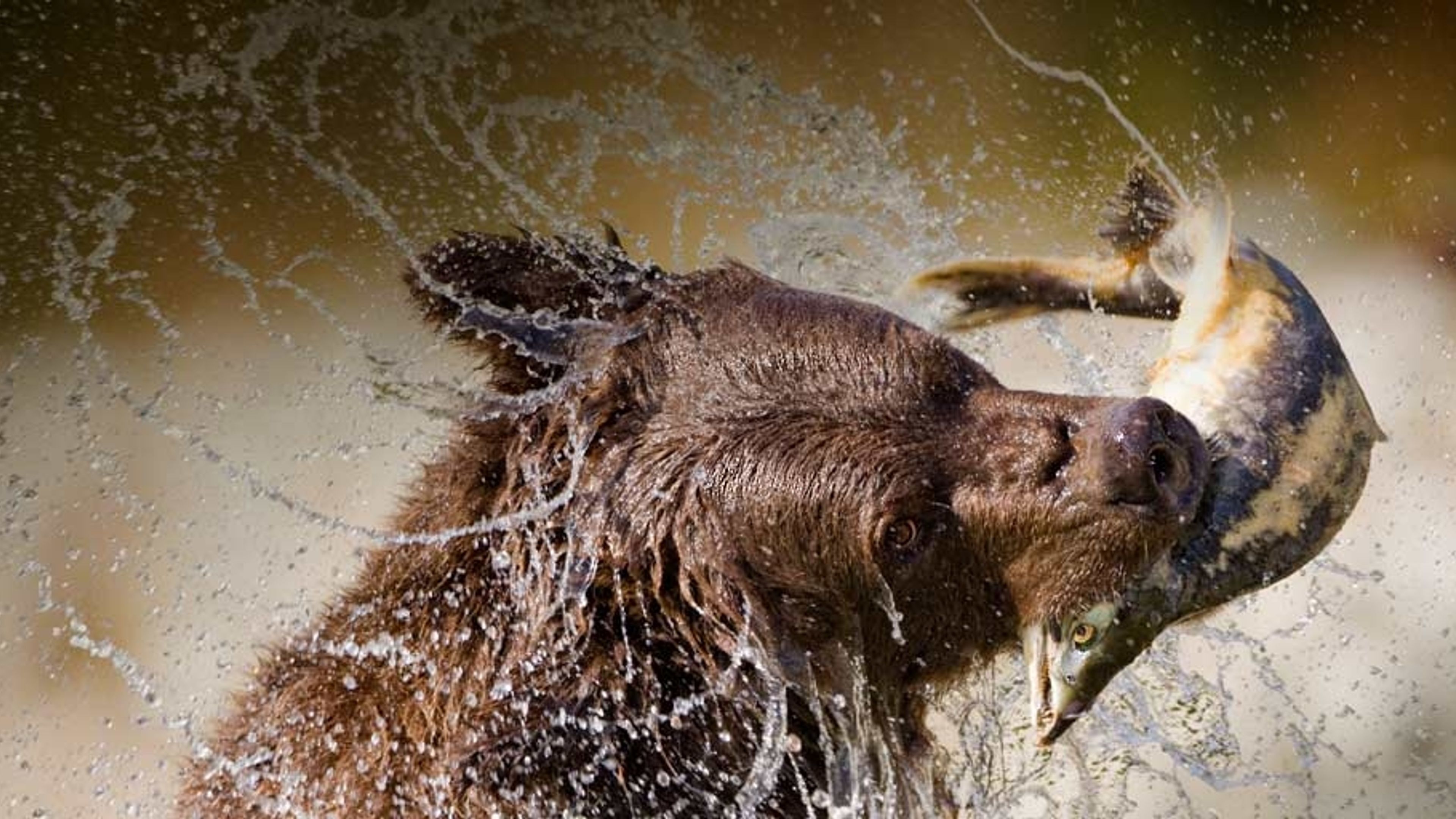 Brown - Bing Gallery