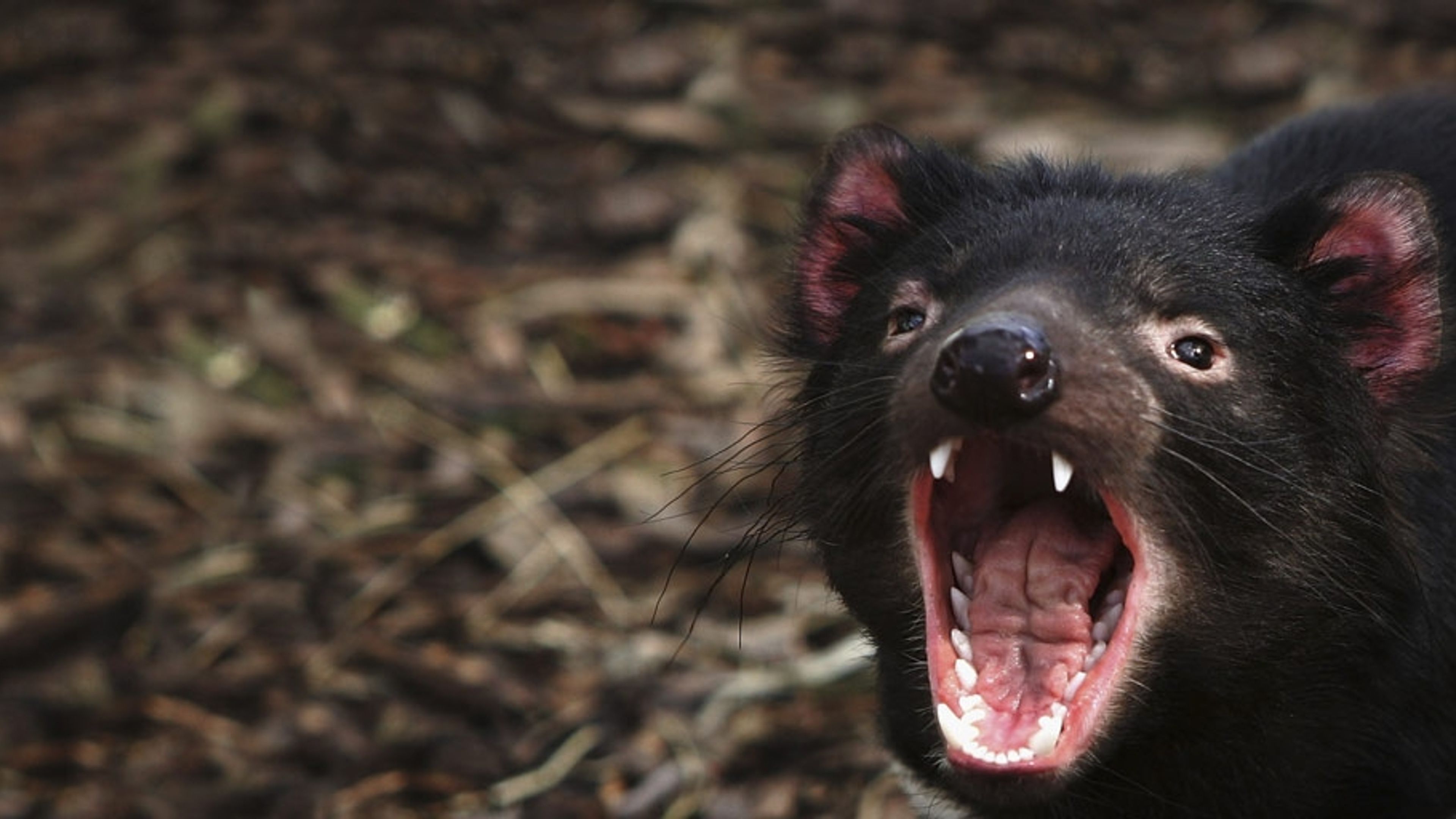 A Tasmanian Devil bears it's teeth at a quarantine facility August 31 ...
