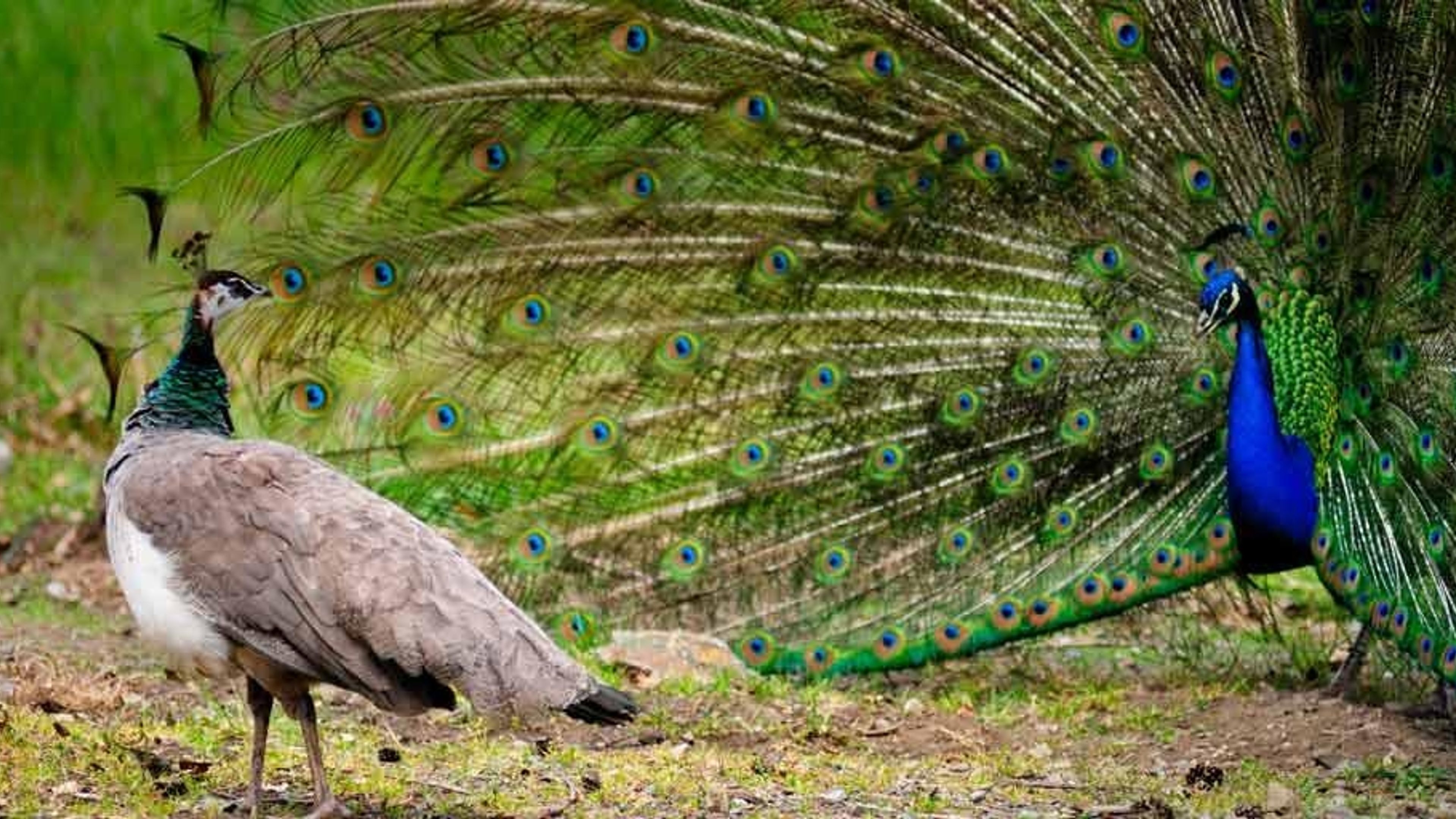 Female peahen observing a male peacock with his plumage out - Bing Gallery