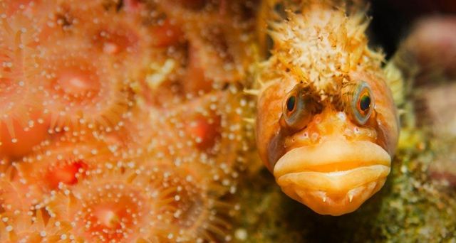 Close-up of a Coralline sculpin fish camouflaged underwater - Bing ...