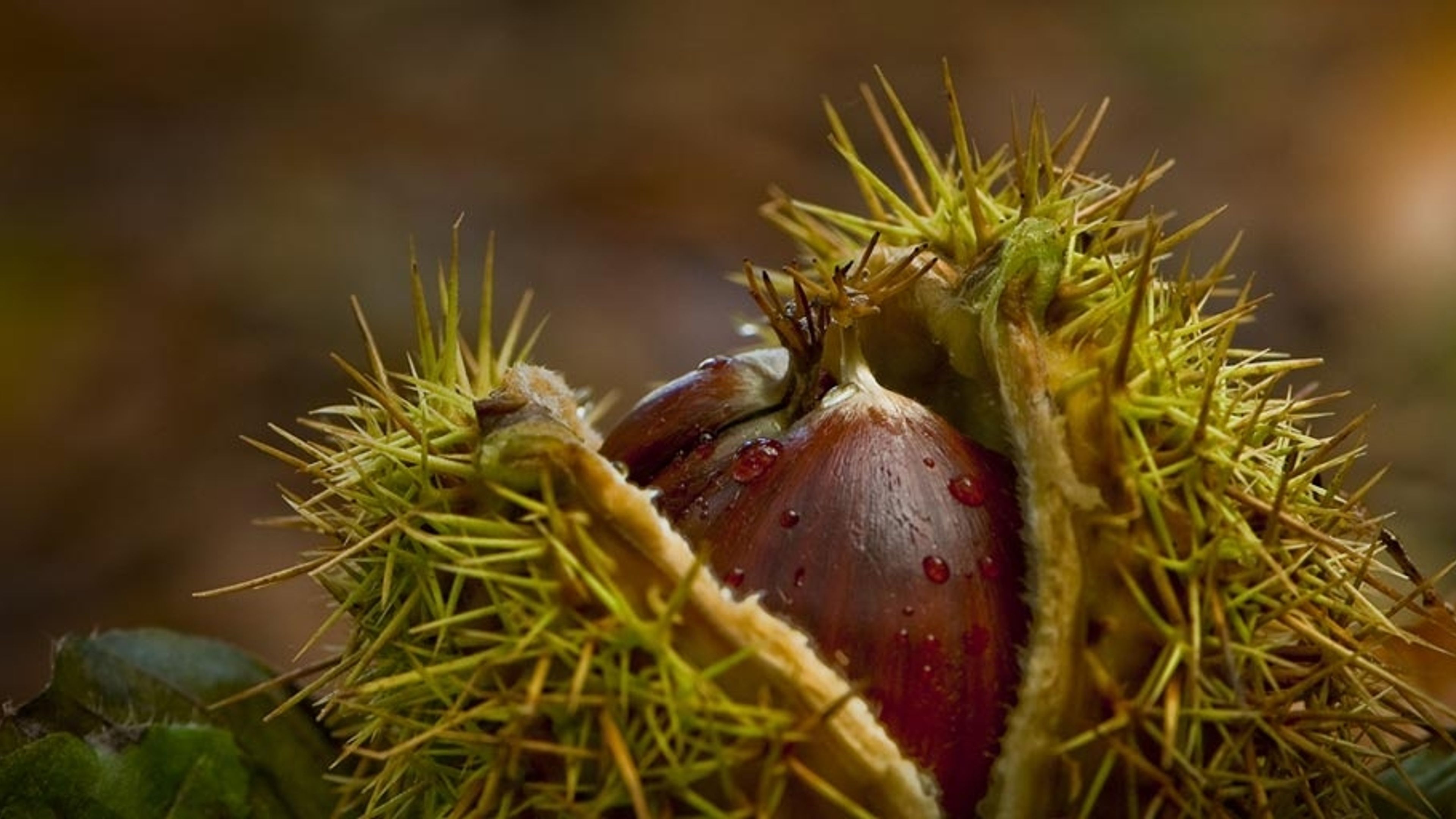 Chestnut in the Forest of Crécy, France - Bing Gallery