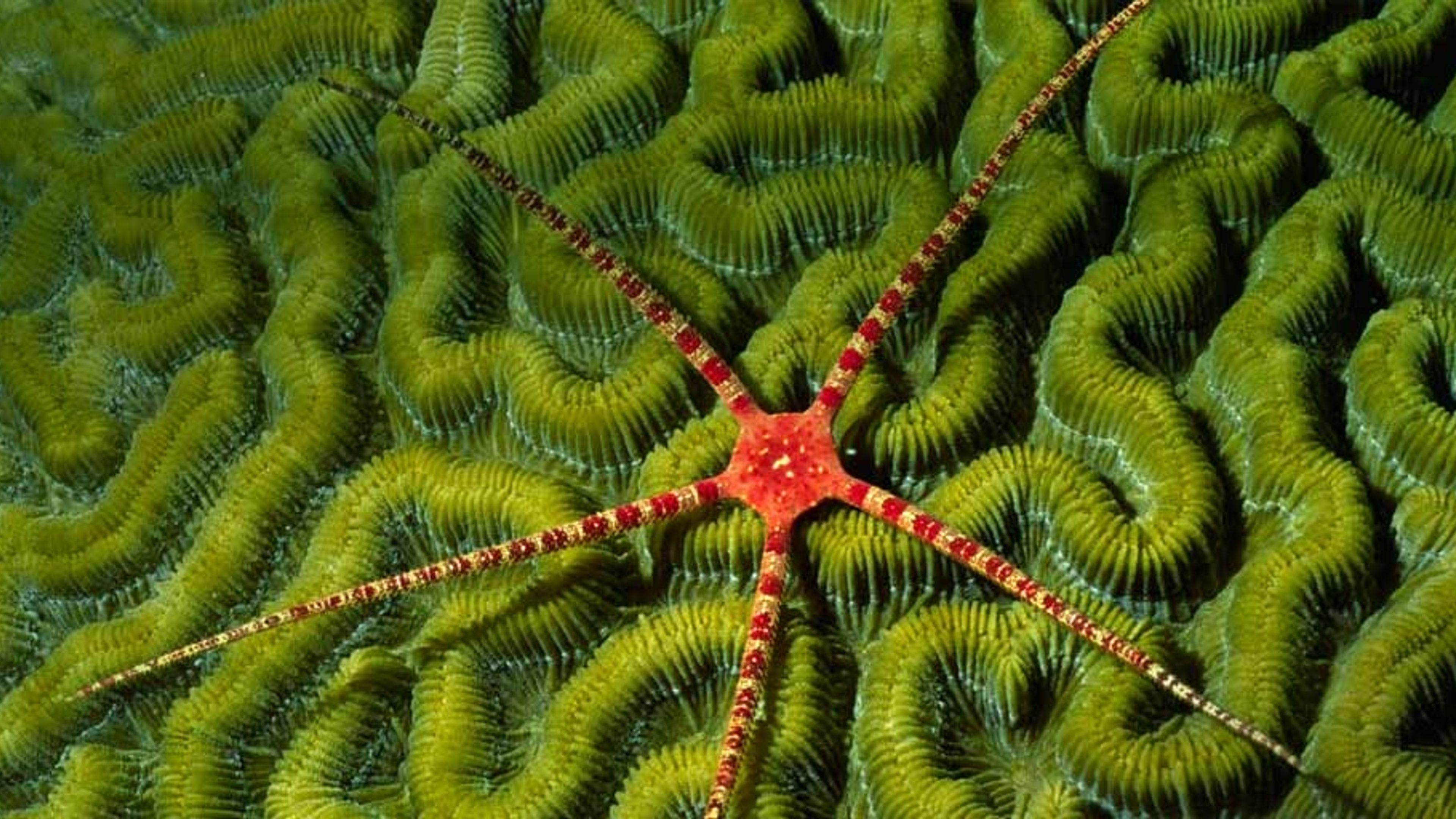 Ruby brittle star on coral off the shore of the Cayman Islands - Bing ...