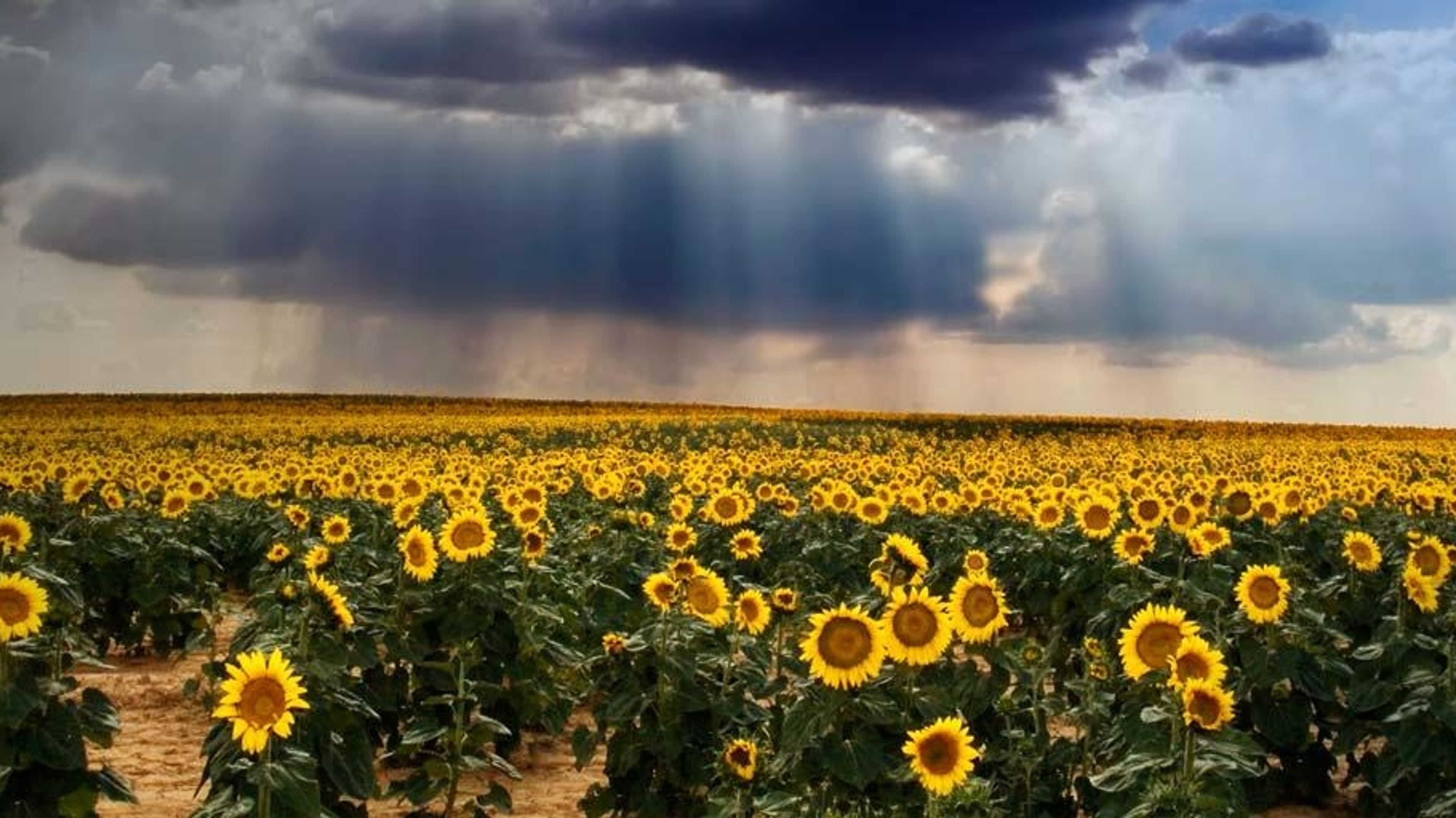 Field of sunflowers in Castile and León, Spain - Bing Gallery