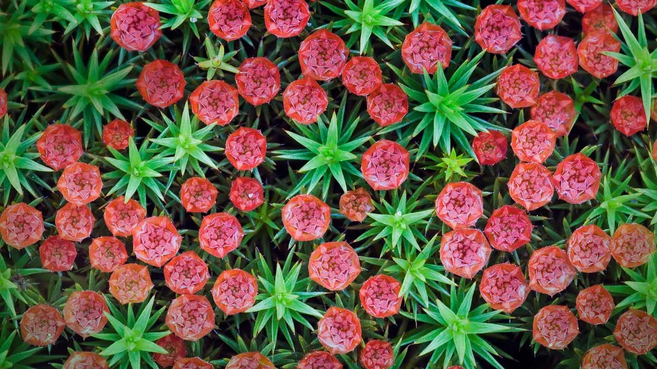 Bristly haircap moss (Polytrichum piliferum), Nijmegen, Netherlands ...
