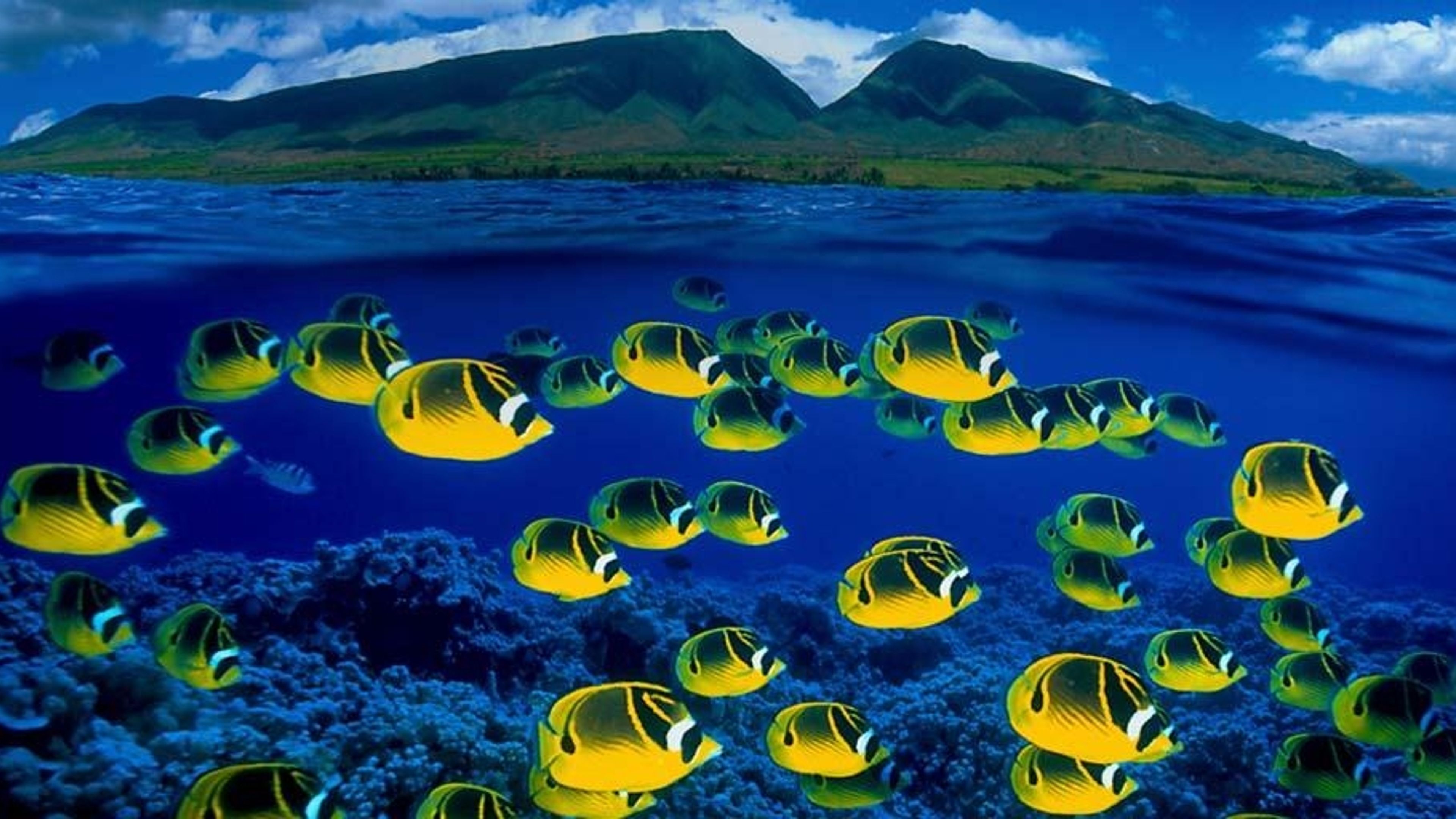 Composite image of raccoon butterflyfish underwater, Maui, Hawaii, USA ...