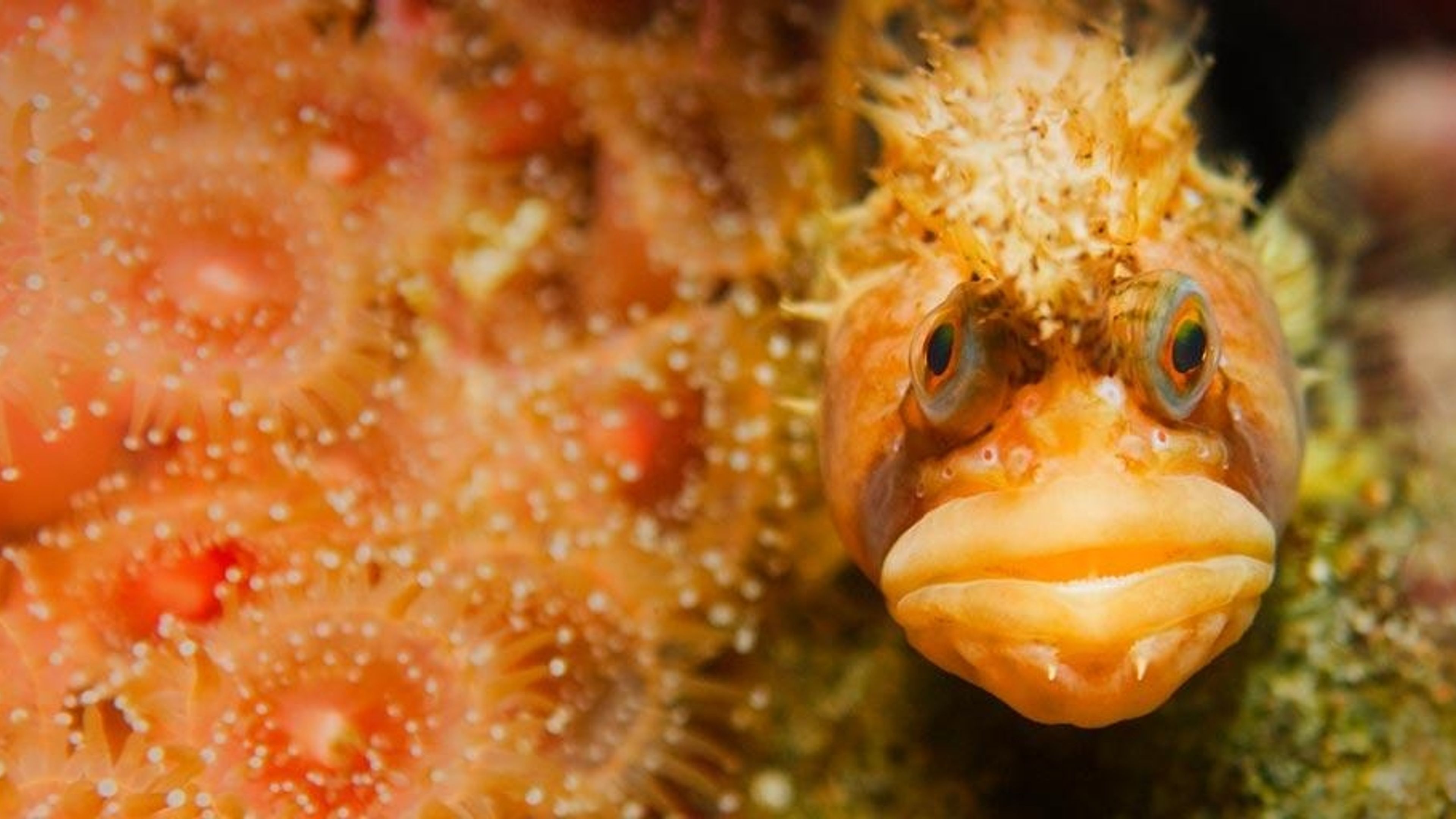 Close-up of a coralline sculpin fish camouflaged underwater - Bing Gallery