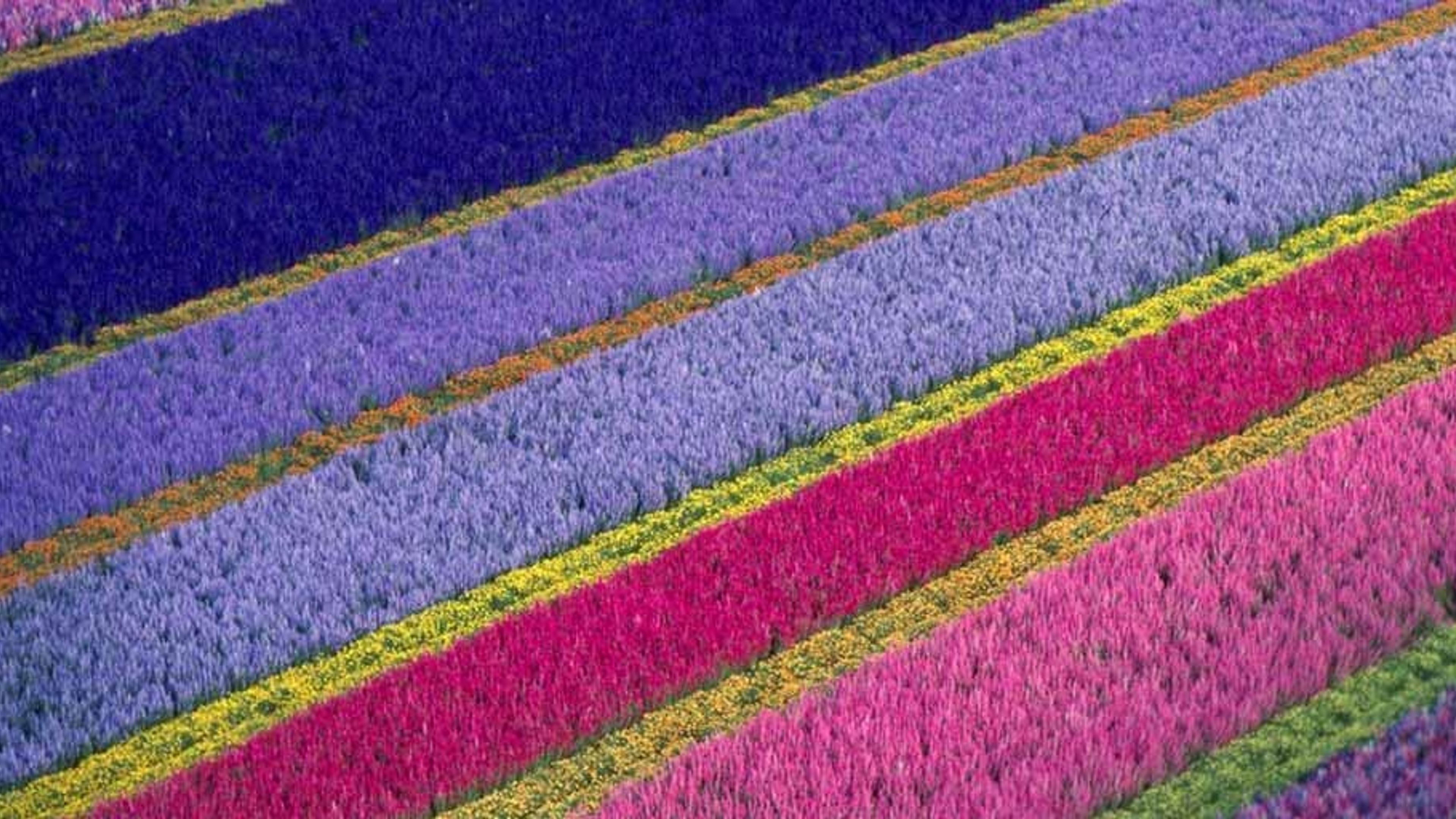 Lompoc Flower Field Flag | Best Flower Site
