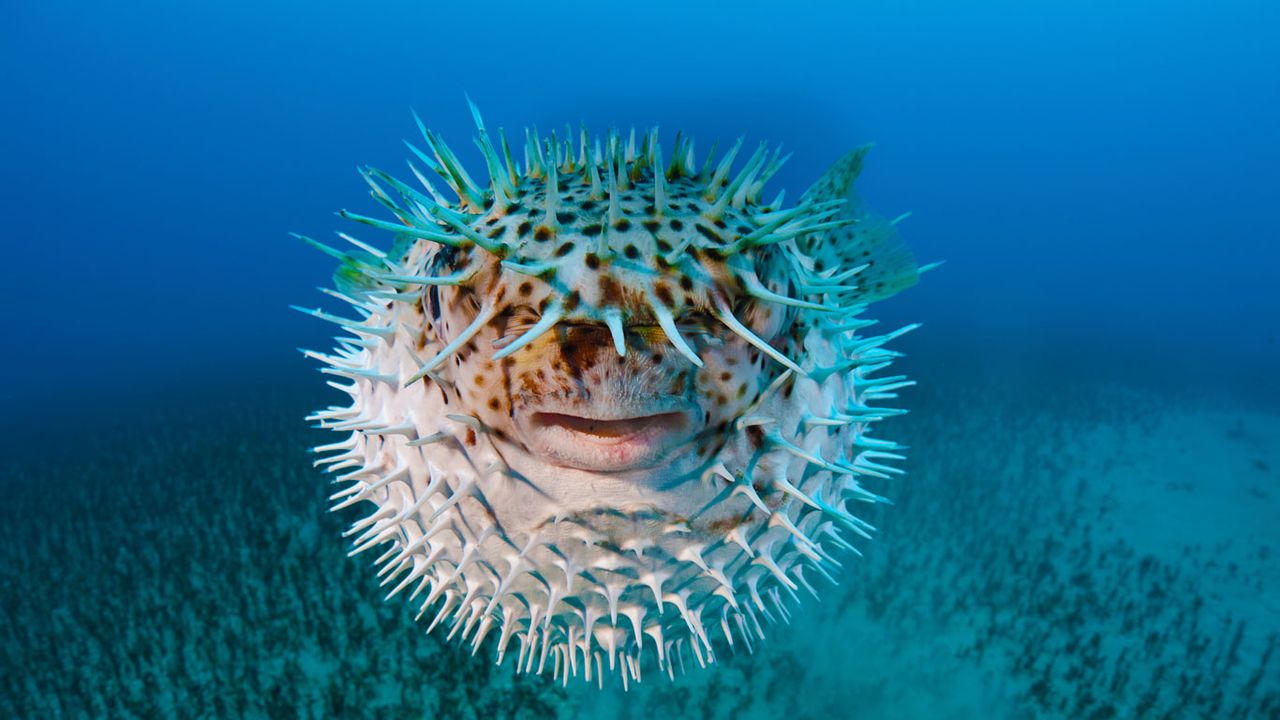 Spot-fin porcupinefish near Hawaii - Bing Gallery · Peapix