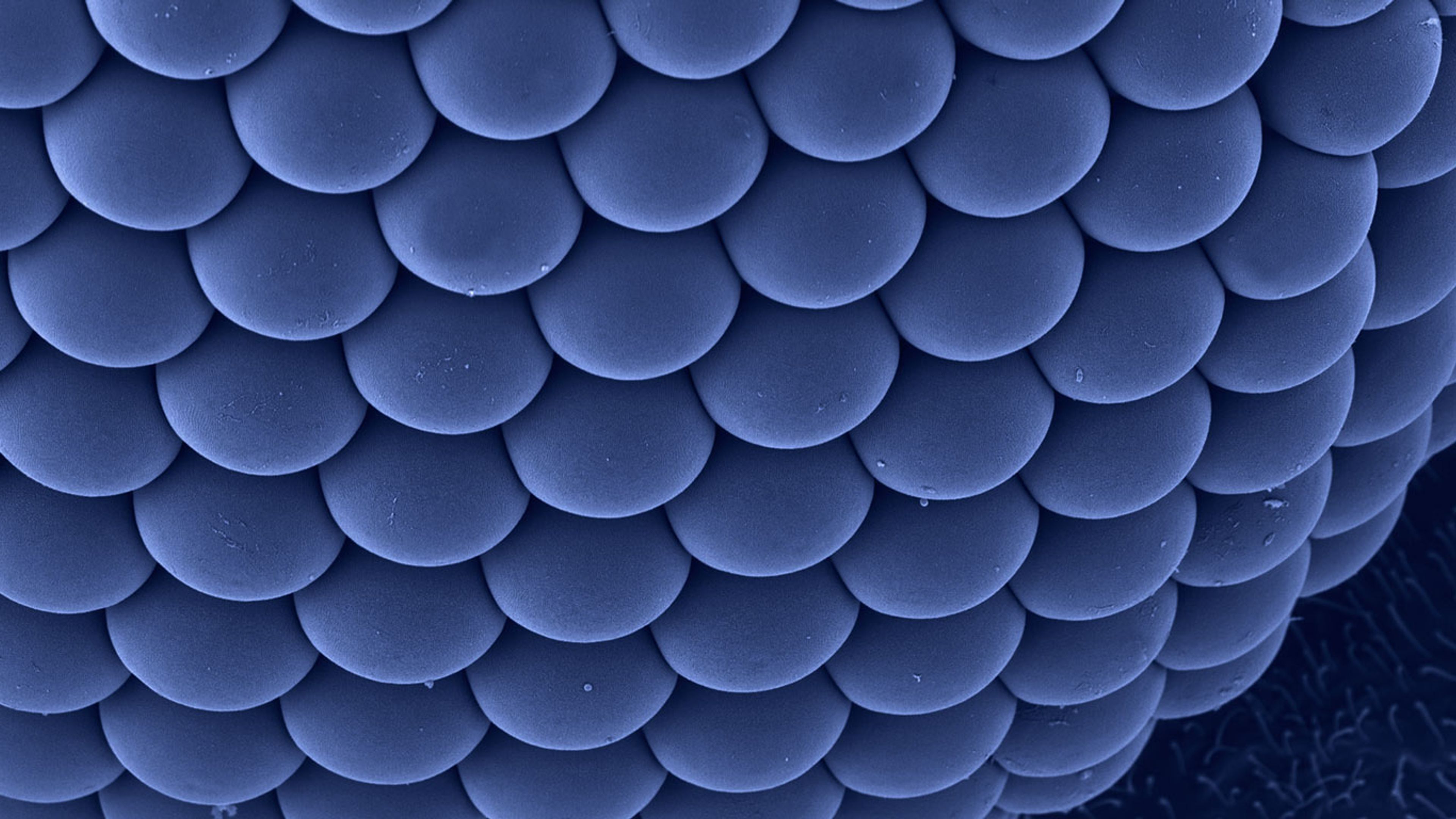 Compound eye of a female Asian tiger mosquito - Bing Gallery