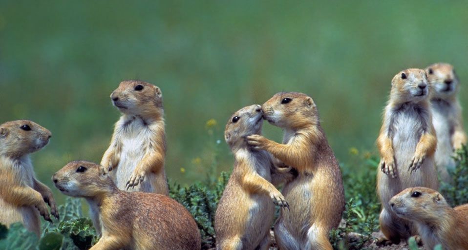 Young black-tailed prairie dogs - Bing Gallery · Peapix