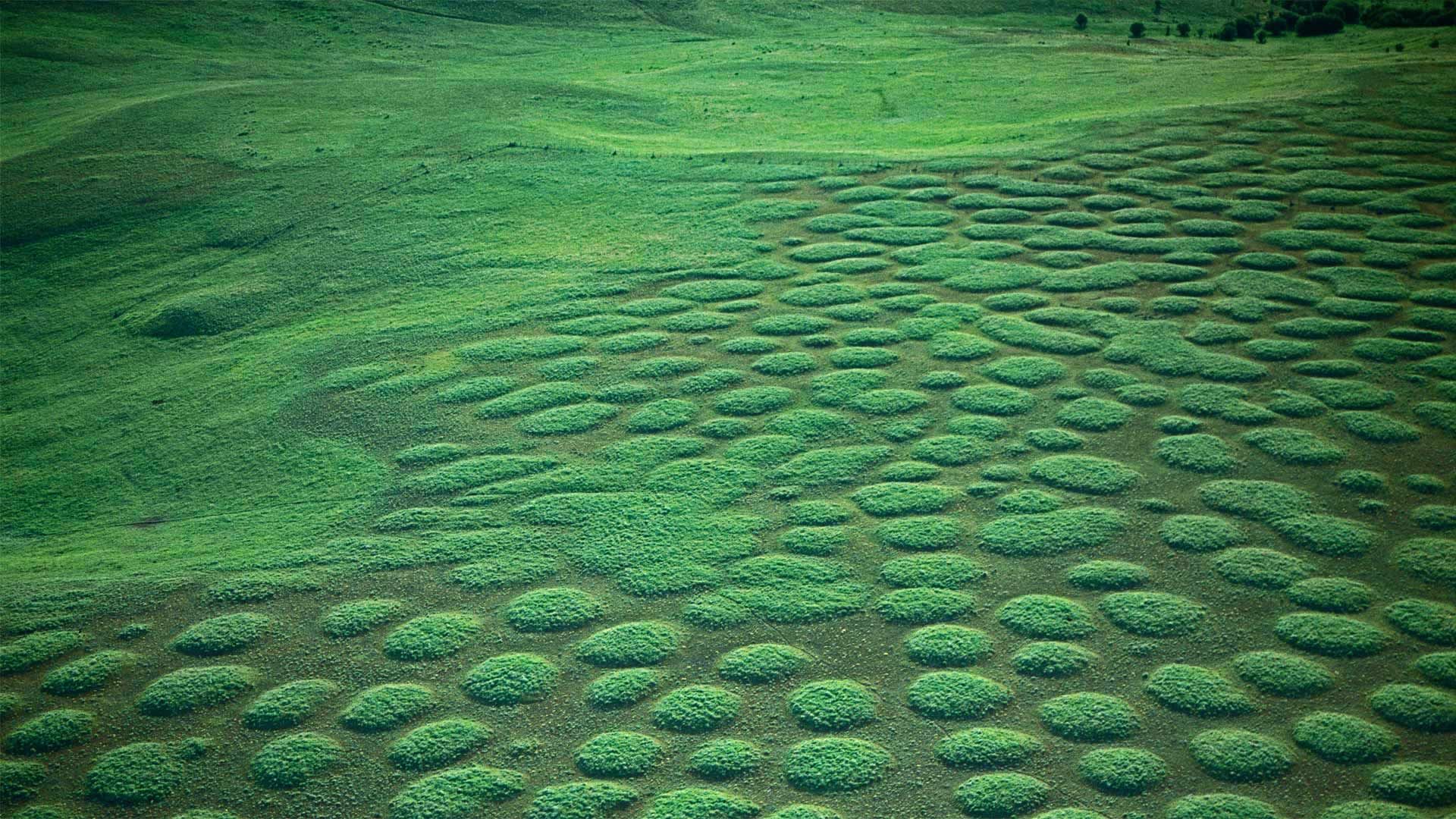 Prairie mounds at Oregon’s Zumwalt Prairie | Peapix