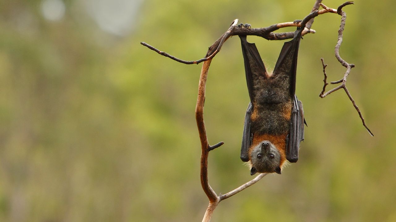 Grey-headed flying fox - Bing Gallery · Peapix
