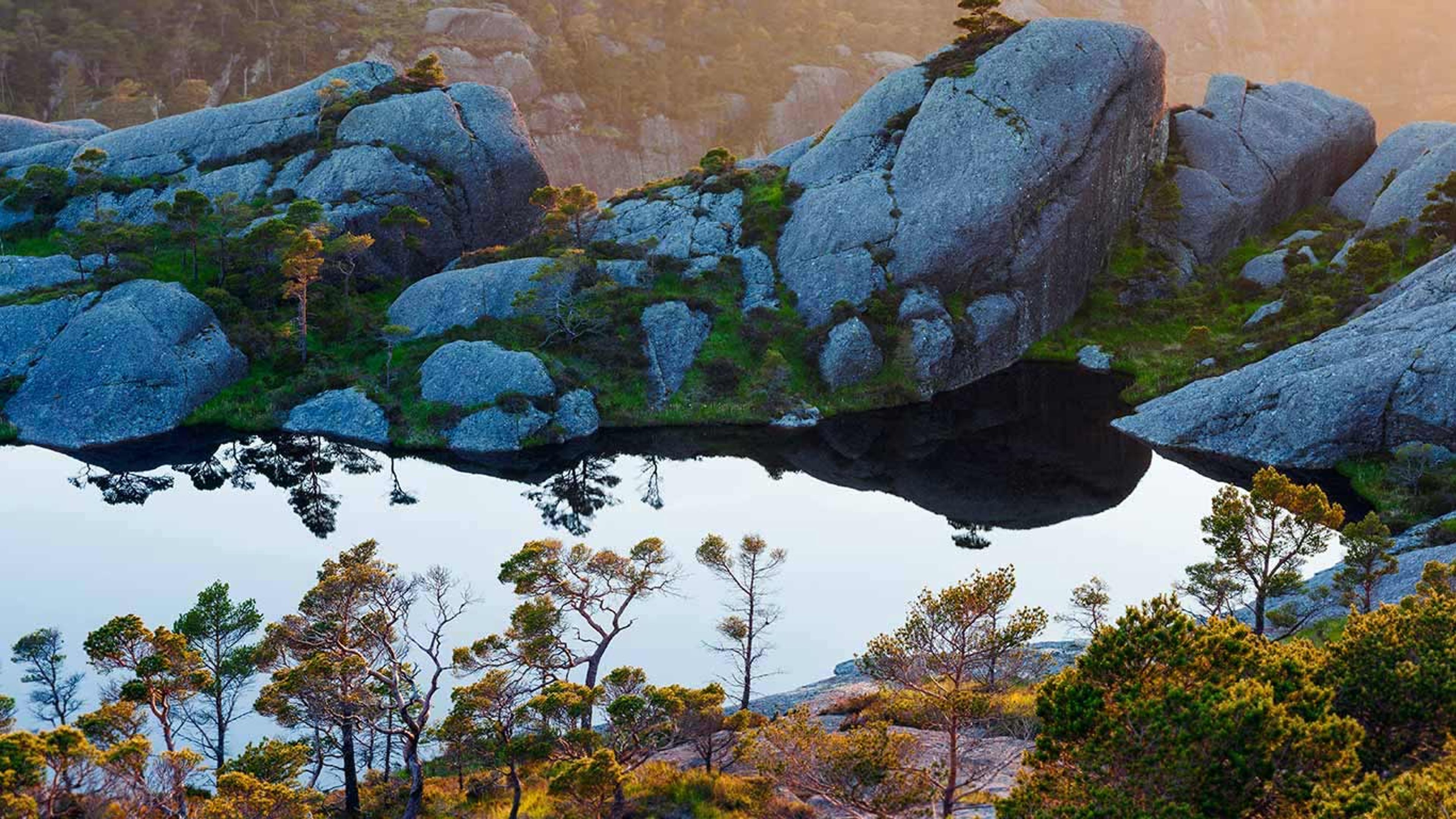 Scots pine trees on Sula island, Sogn og Fjordane, Norway - Bing Gallery