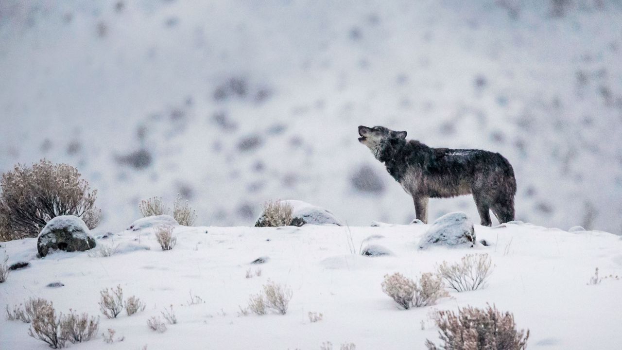A gray wolf in Yellowstone National Park, Wyoming - Bing Gallery · Peapix