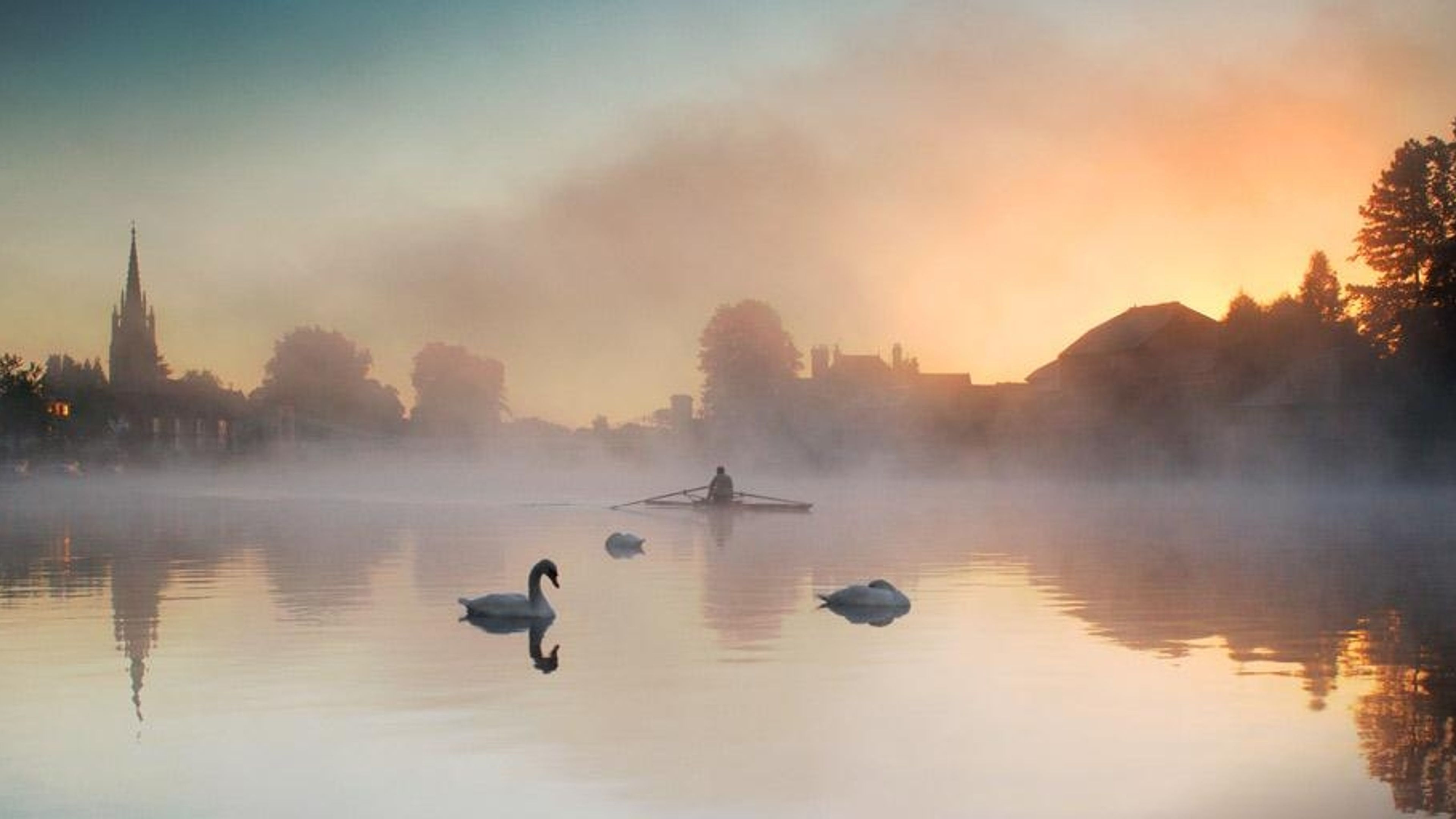 Swans and rower on the River Thames at dawn - Bing Gallery