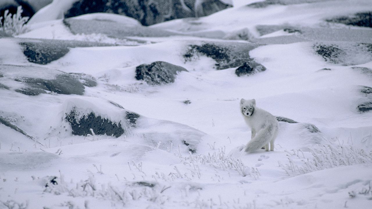Arctic Fox in winter coat, camouflaged against the snow. - Bing Gallery ...