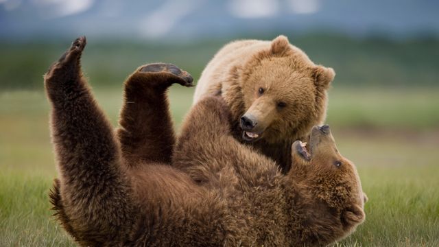 Raufende Grizzlybären, Katmai-Nationalpark, Alaska, USA - Bing Gallery ...