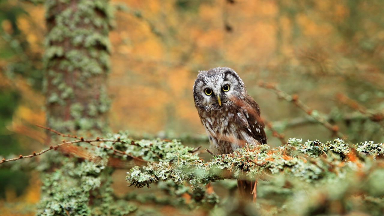 Boreal owl in a forest in Central Europe - Bing Gallery · Peapix