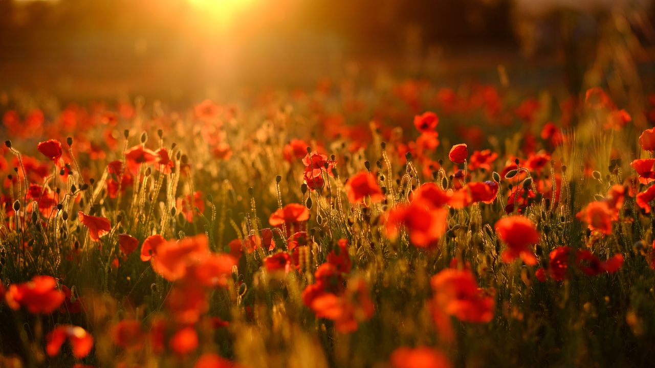 A field bursting with red poppies, Trowbridge, Wiltshire - Bing Gallery ...