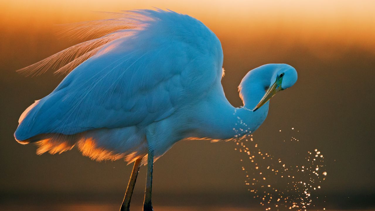 Great white egret, Hungary - Bing Gallery · Peapix