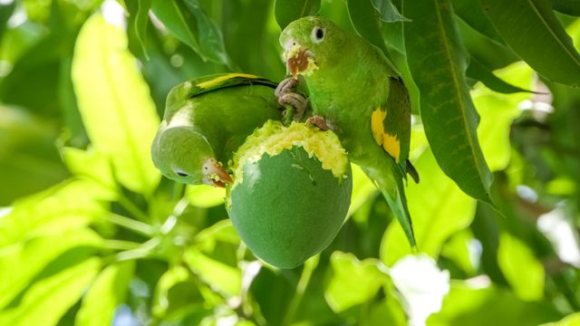 Yellow-chevroned parakeets in a mango tree, Pantanal, Brazil - Bing ...