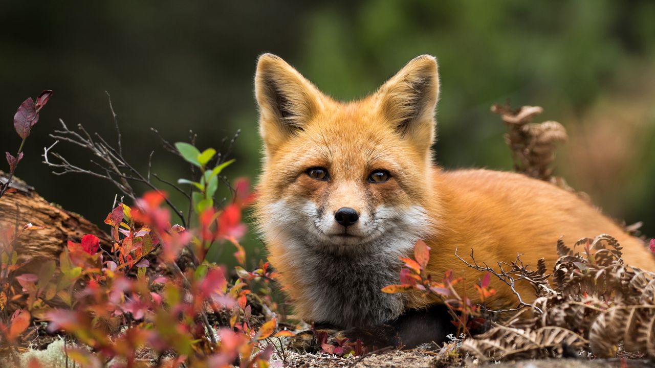 Red fox, Canada - Bing Gallery · Peapix