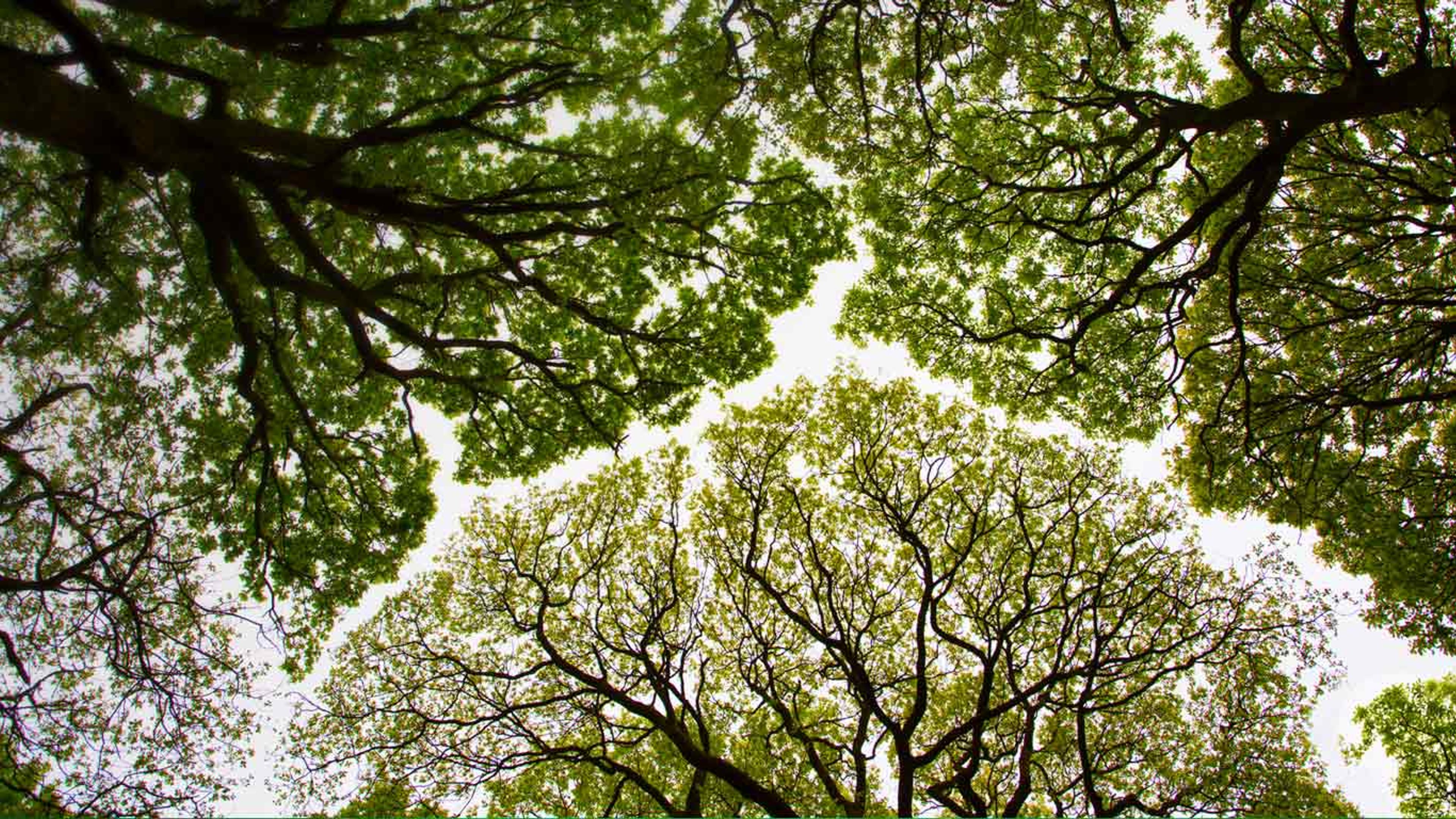 Oak tree canopy in Roudsea Wood, Cumbria, England - Bing Gallery