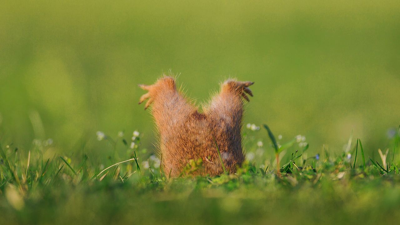 Red Squirrel Bing Wallpaper Red Squirrels Where Have They All Gone?