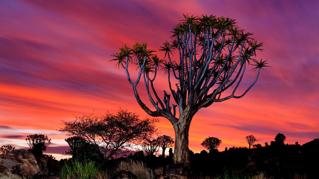 The Quiver Tree Forest near Keetmanshoop, Namibia - Bing Gallery · Peapix