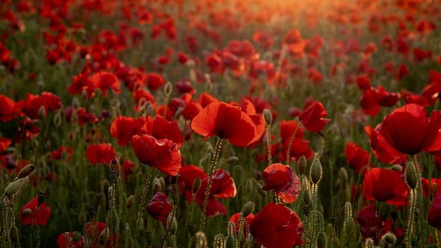 100+ Spring Free Bing Wallpapers | Bing Daily Images · Peapix