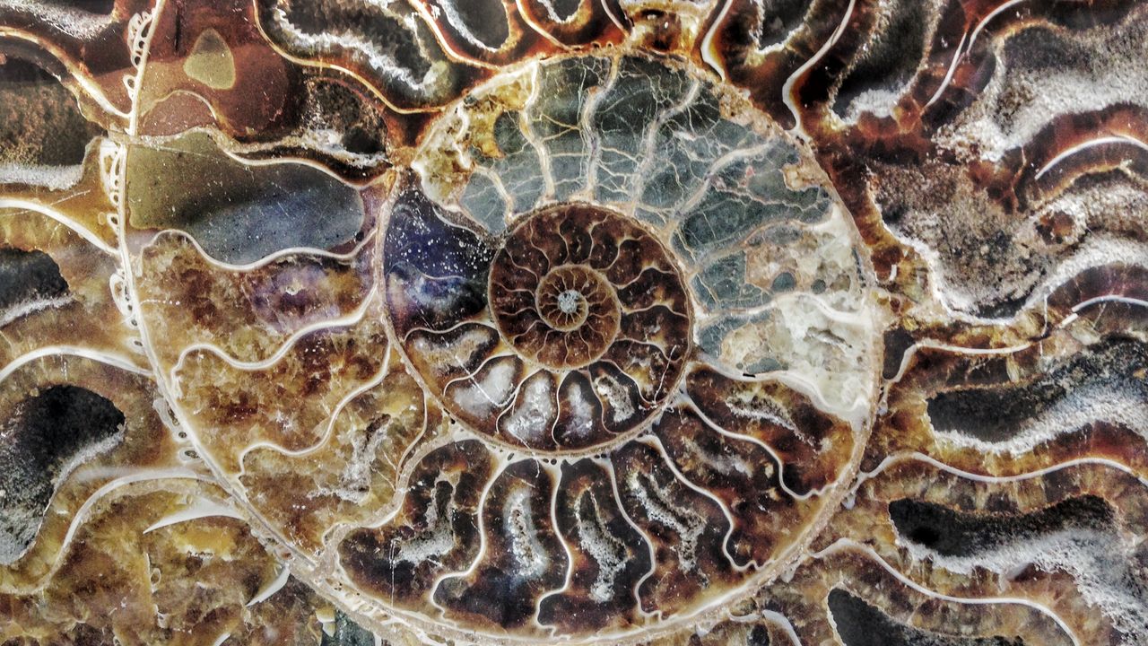 Ammonite fossil from Madagascar - Bing Gallery · Peapix