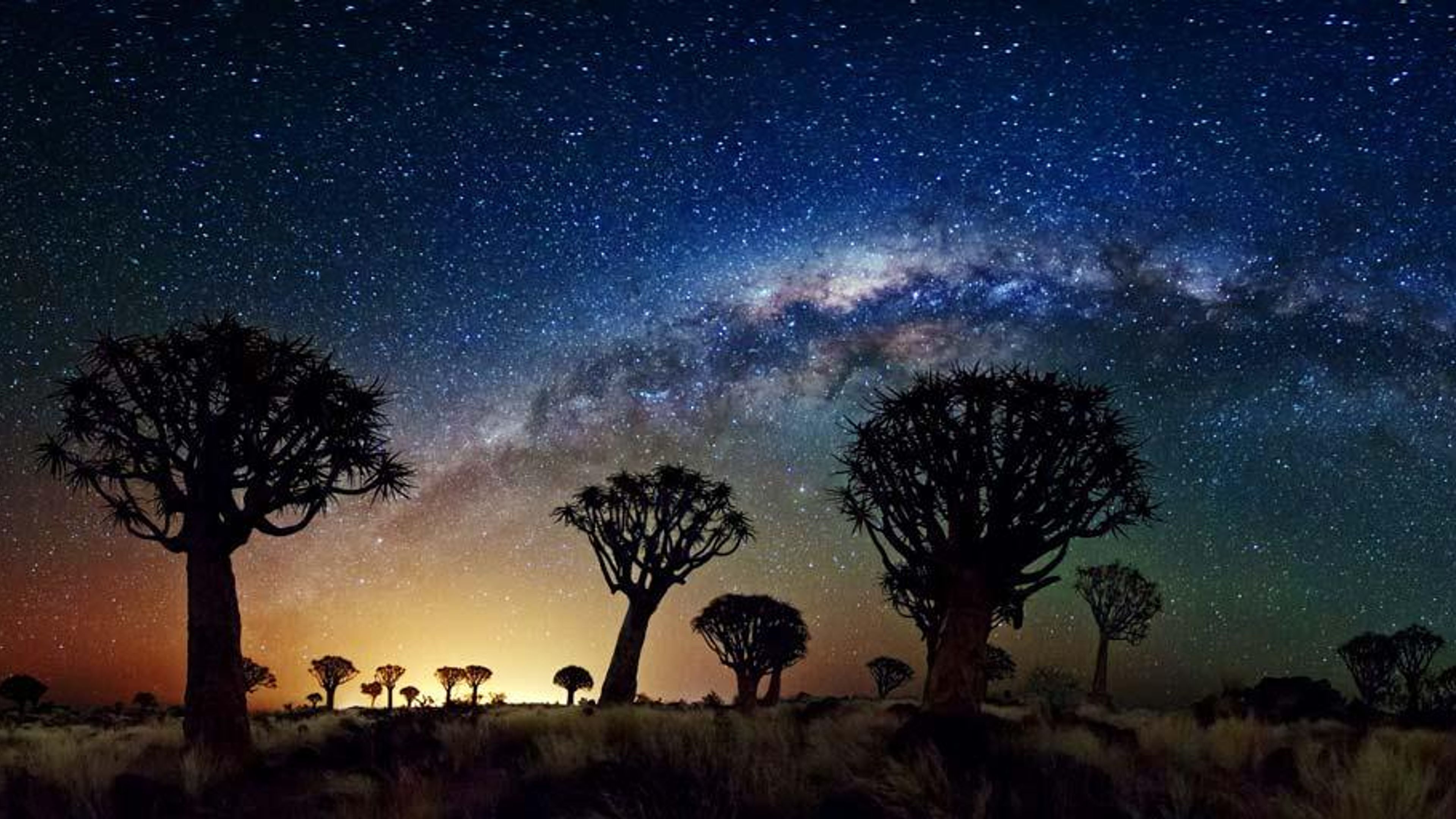 The Quiver Tree Forest, Namibia - Bing Gallery