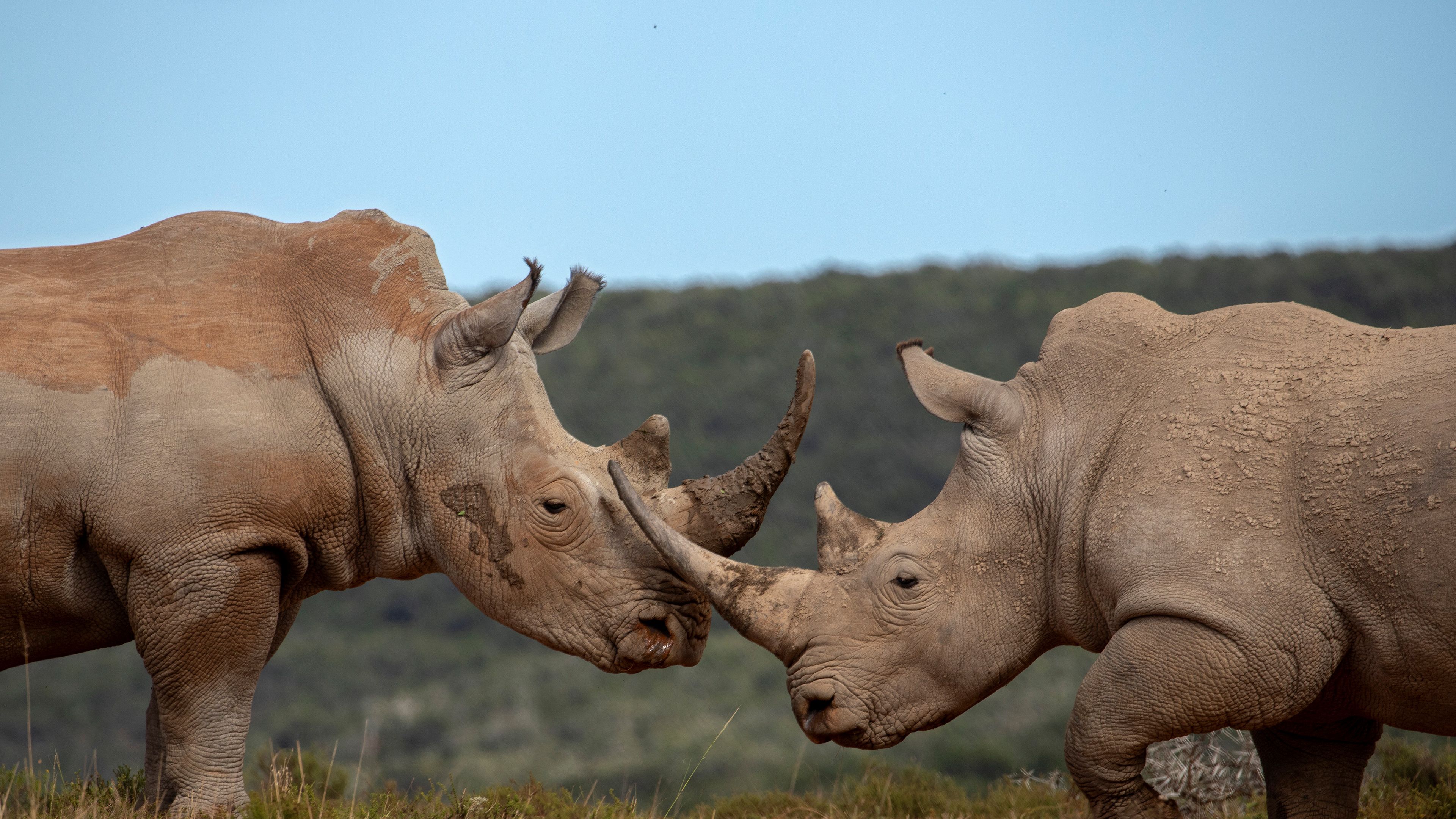 Southern white rhinoceros males, Shamwari Private Game Reserve, South ...
