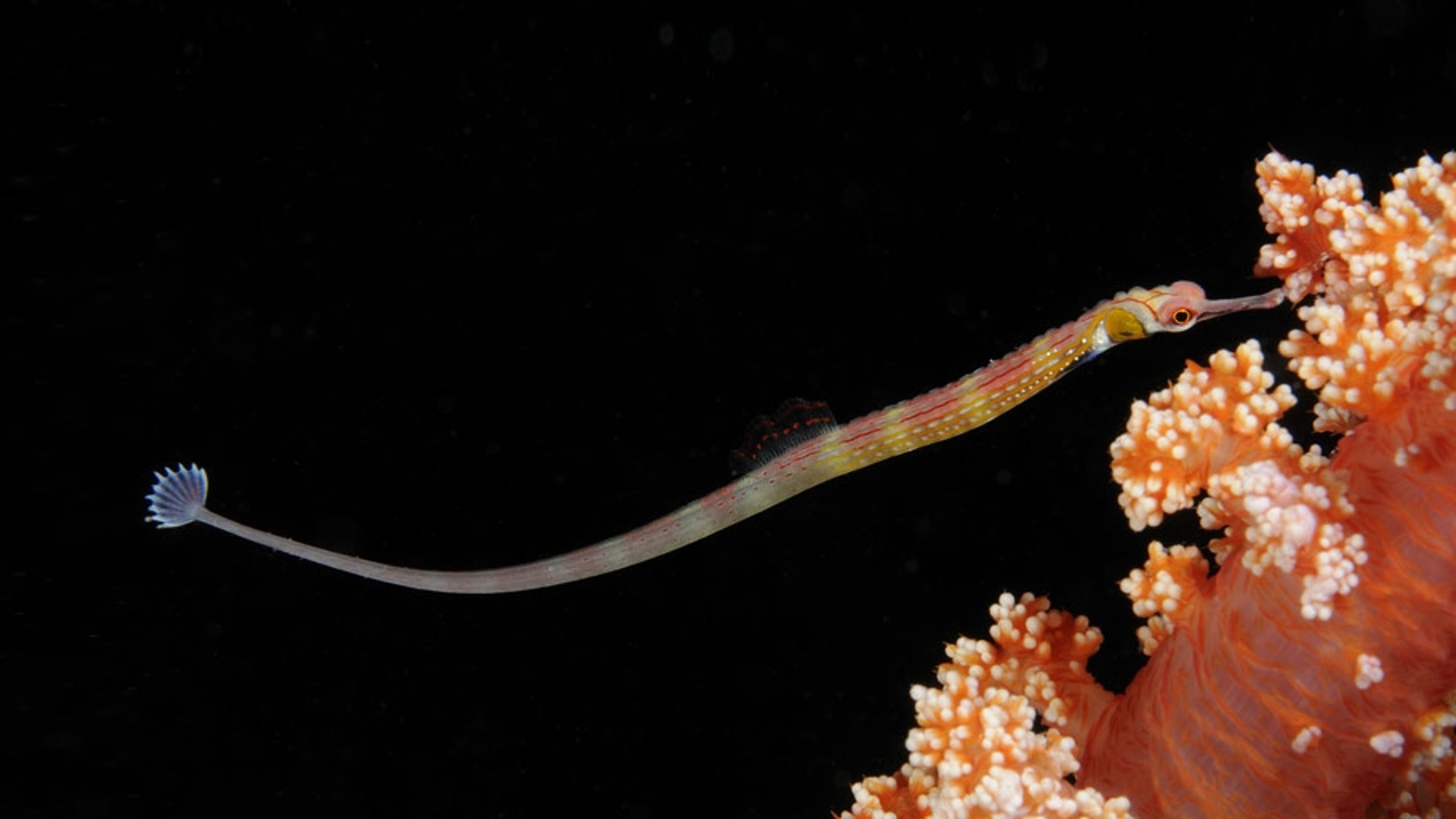 Black-breasted Pipefish, St. Johns Reefs in the Red Sea off the coast ...