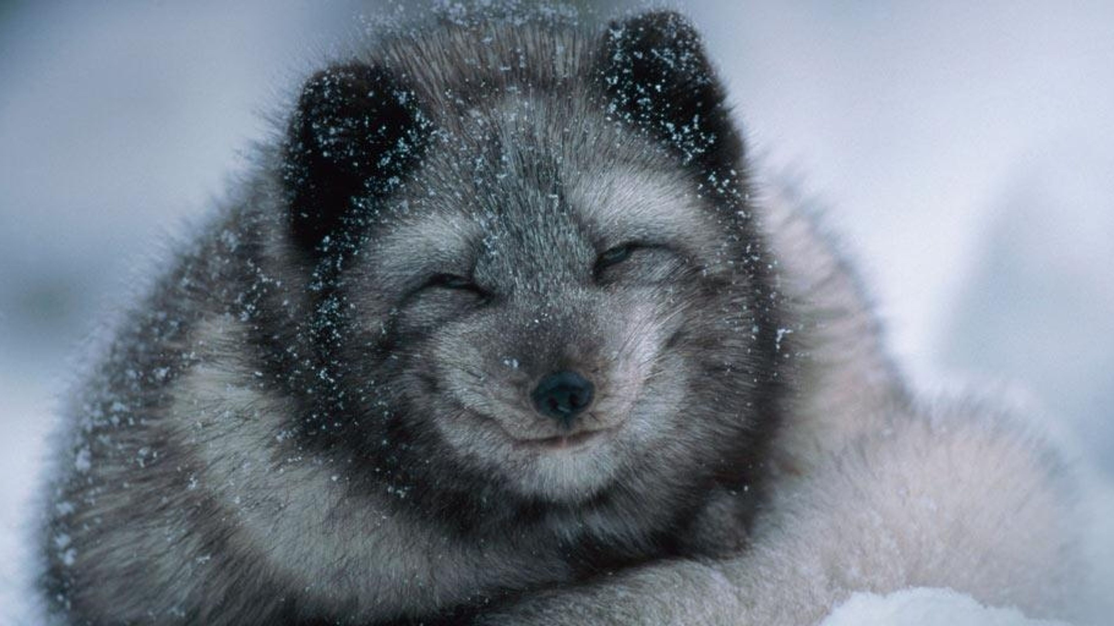 Arctic fox cub in winter - Bing Gallery