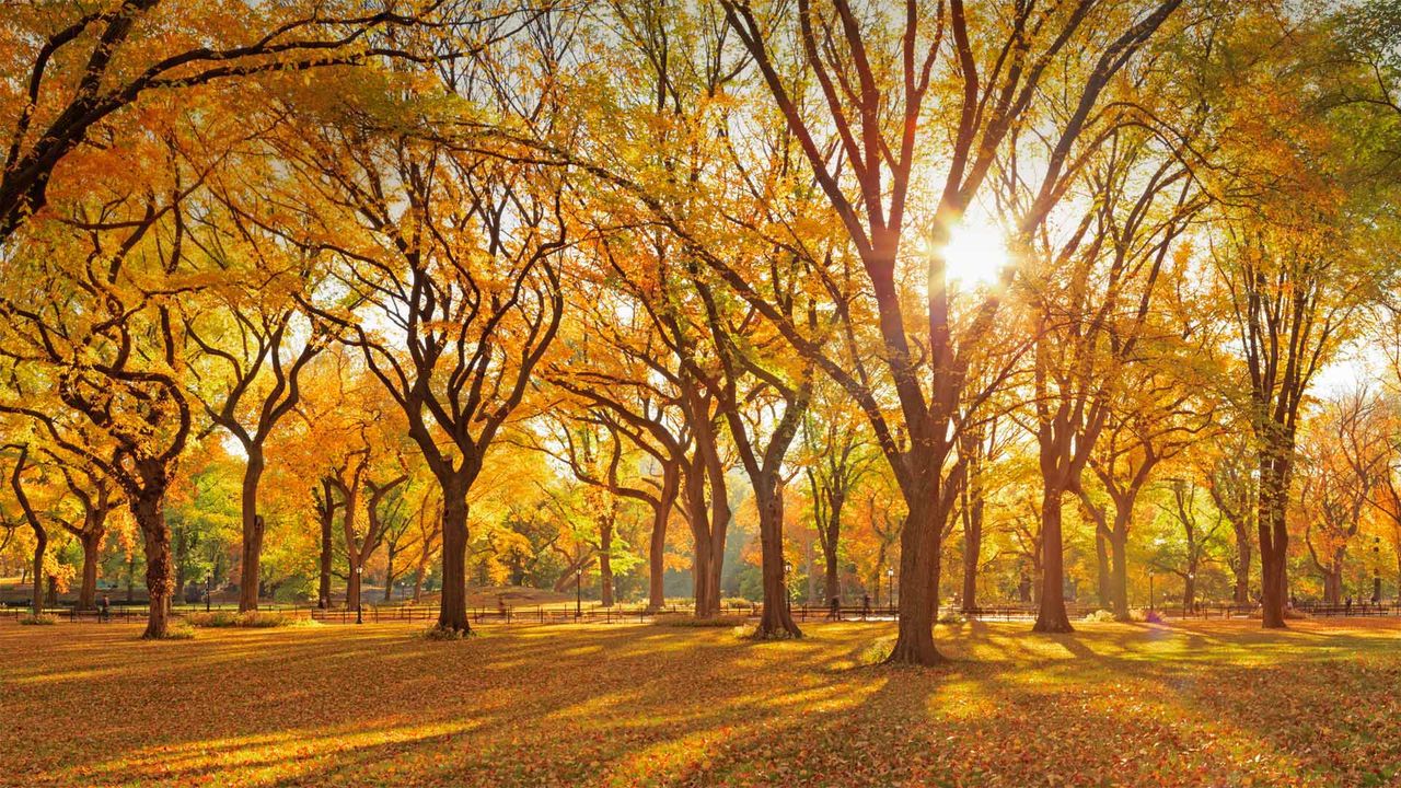A grove of American elm trees in Central Park's Mall, New York City ...