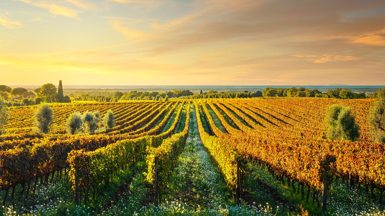 Bolgheri, frazione di Castagneto Carducci, Livorno, Maremma, Toscana ...