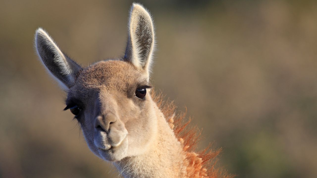 Guanaco in Punta Norte, Argentina - Bing Gallery · Peapix